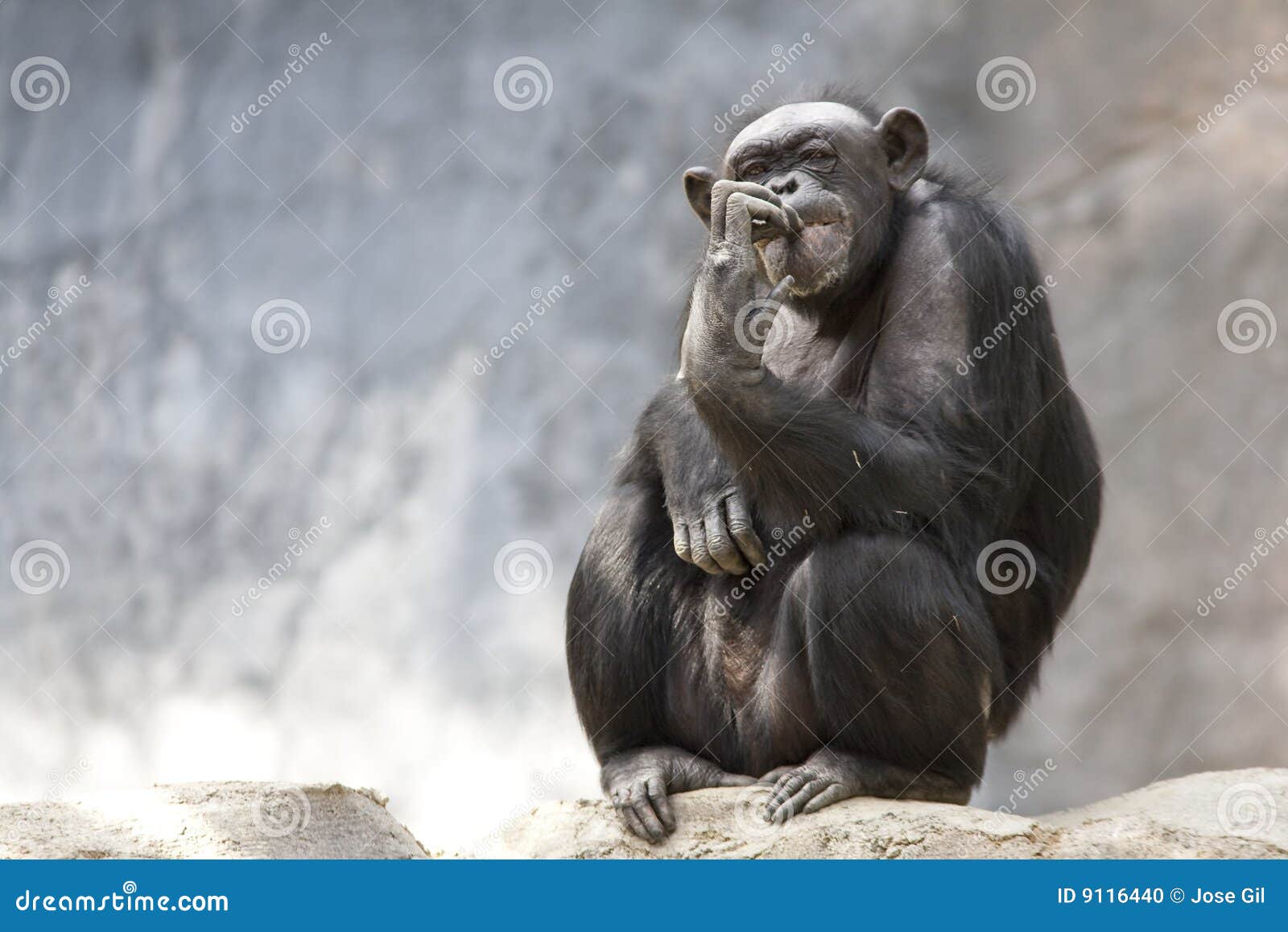 Chimpanzee Picking it S Teeth Stock Photo - Image of endangered ...
