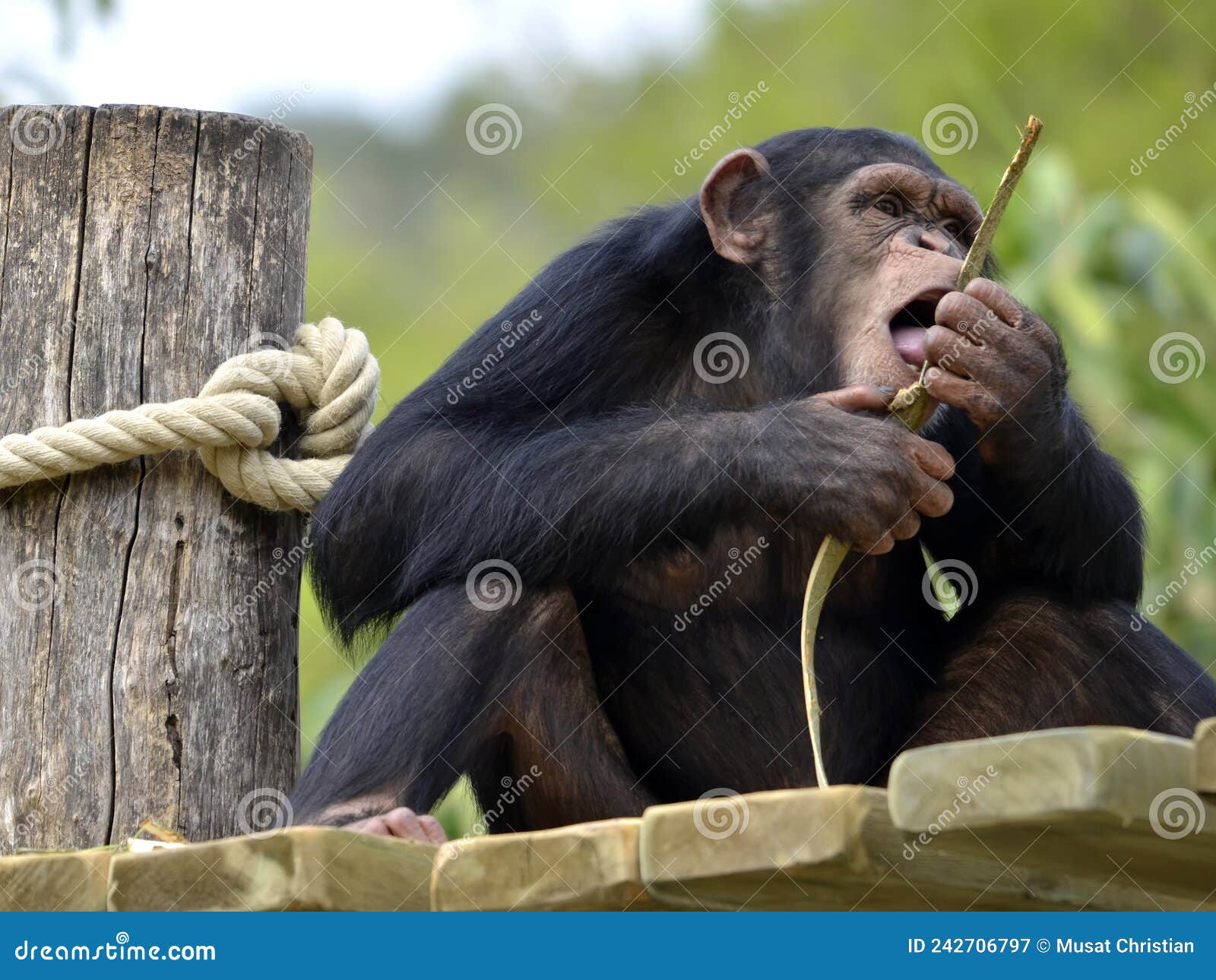 Chimpanzee on Plank and Eating a Bark Tree Stock Image - Image of ...