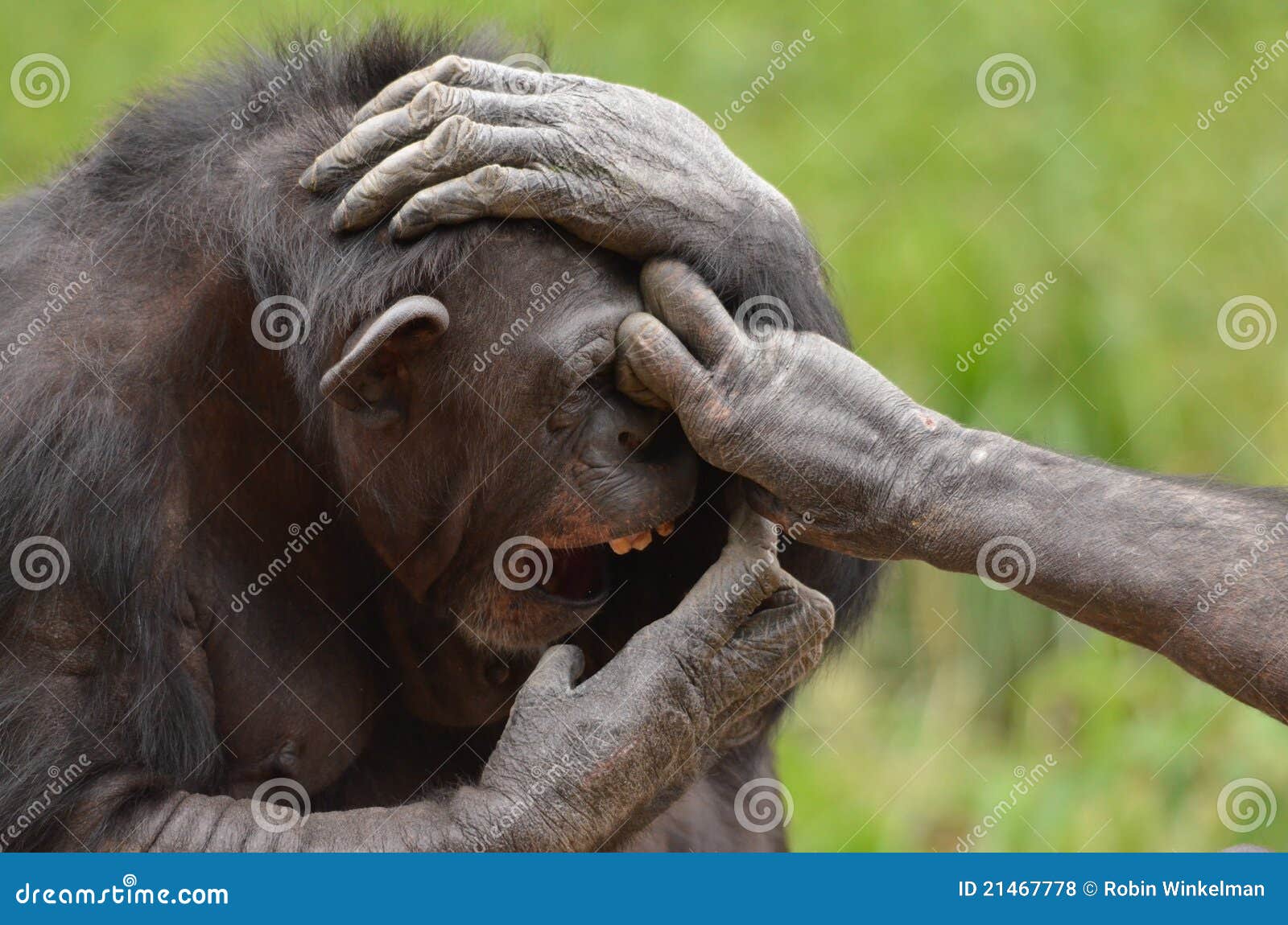 Chimpanzee play stock photo. Image of poking, playing - 21467778