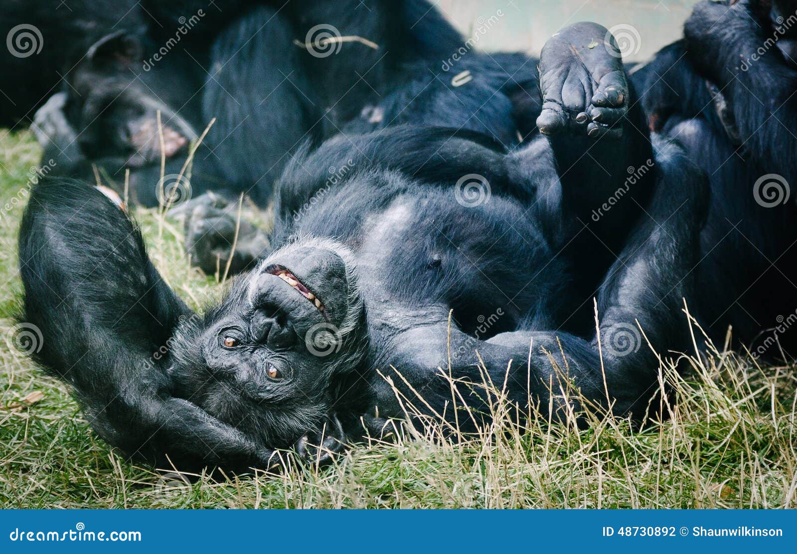 Chimpanzee stock photo. Image of captive, mammal, intelligent - 48730892