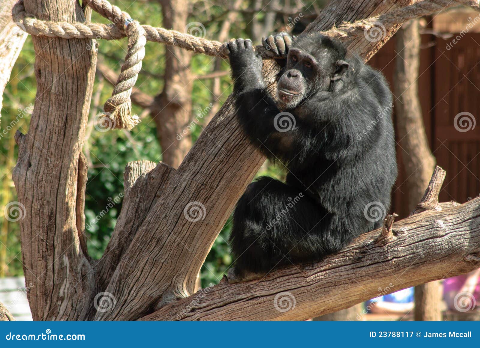 Chimpanzee playing in zoo stock image. Image of enclosure - 23788117