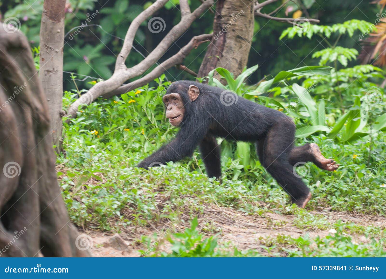 Chimpanzee stock image. Image of mammal, endangered, chimpanzee - 57339841