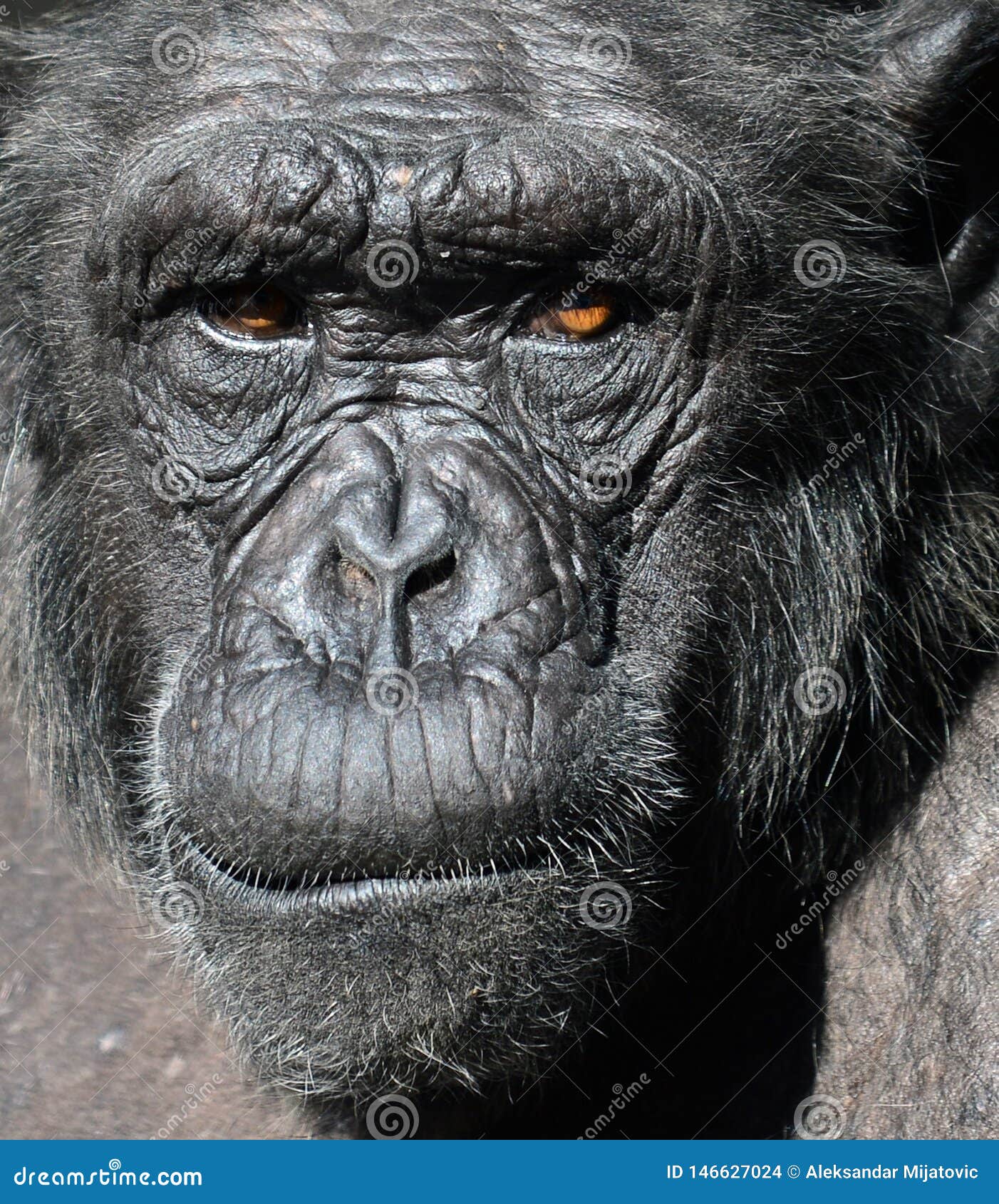 Chimpanzee portrait stock photo. Image of sweet, eyes - 146627024