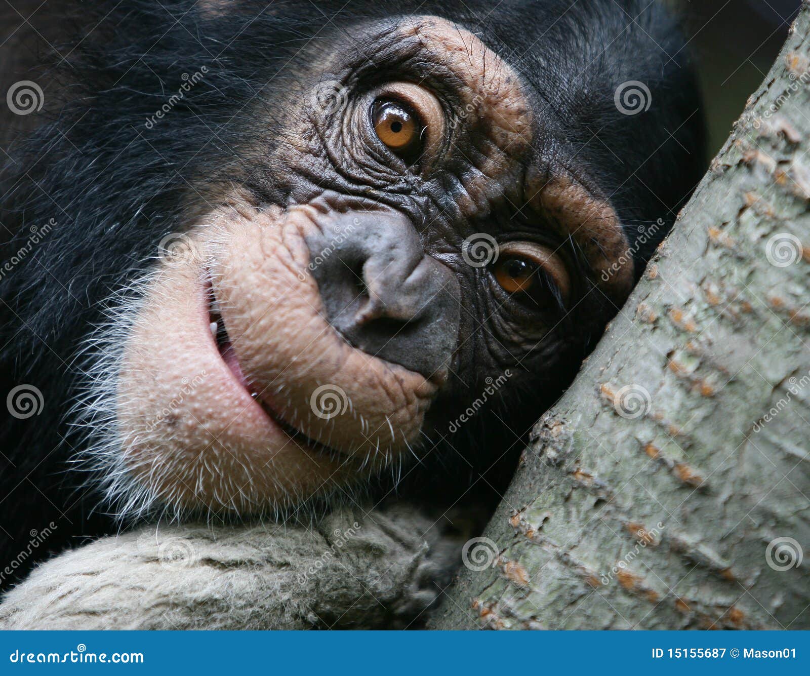 Chimpanzee Portrait stock image. Image of chimp, wild - 15155687