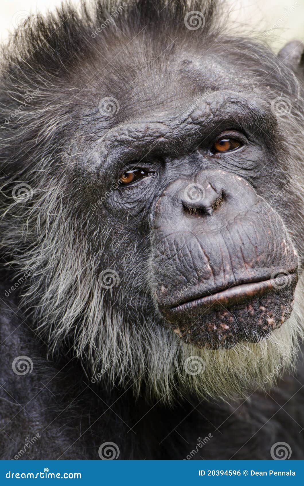 Chimpanzee Portrait stock photo. Image of mammal, nose - 20394596