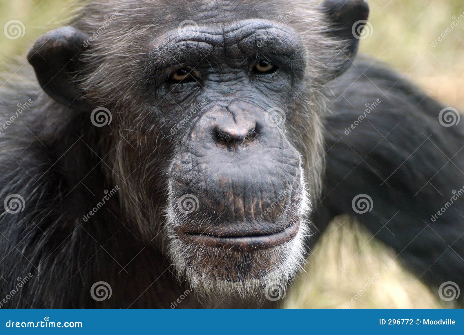 Chimpanzee Portrait stock photo. Image of chimpanzee, chimp - 296772