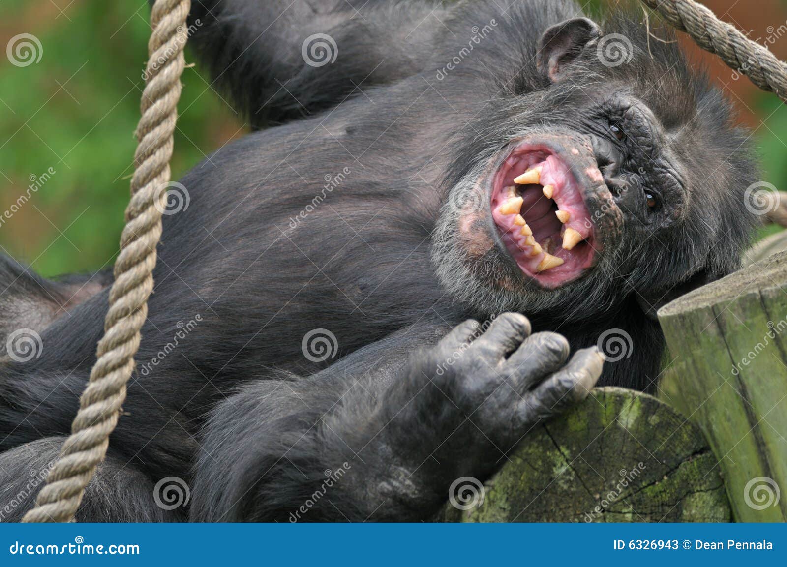 Chimpanzee Portrait stock image. Image of looking, portrait - 6326943