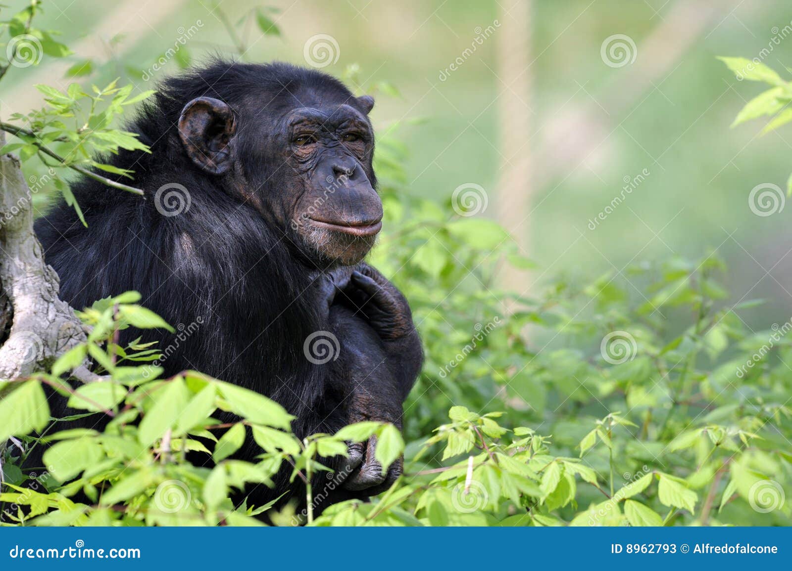 Chimpanzee portrait stock image. Image of nature, diversity - 8962793