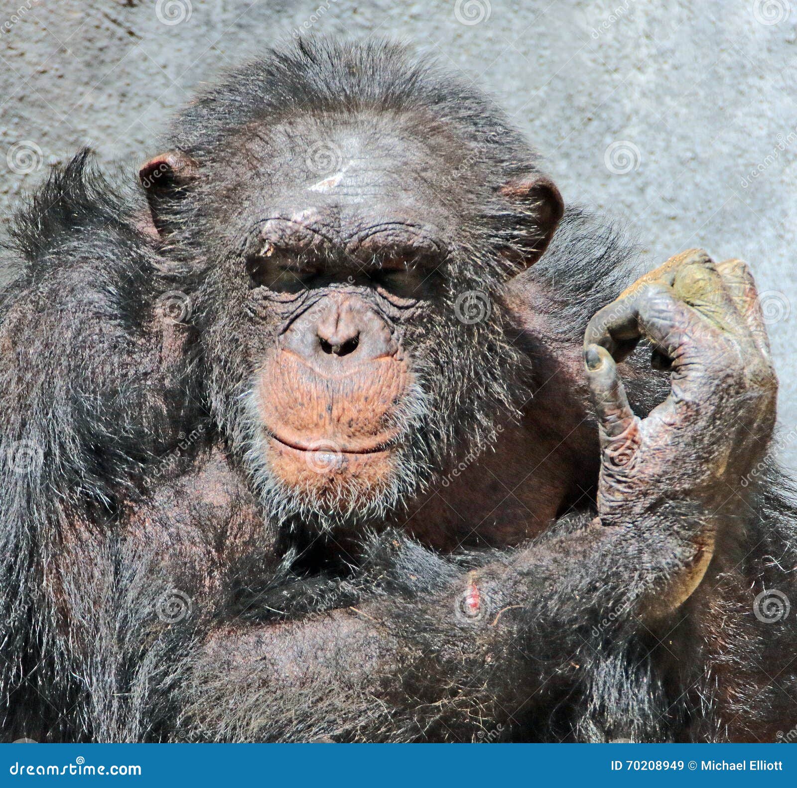 Chimpanzee stock image. Image of chimp, chimpanzees, fingers - 70208949