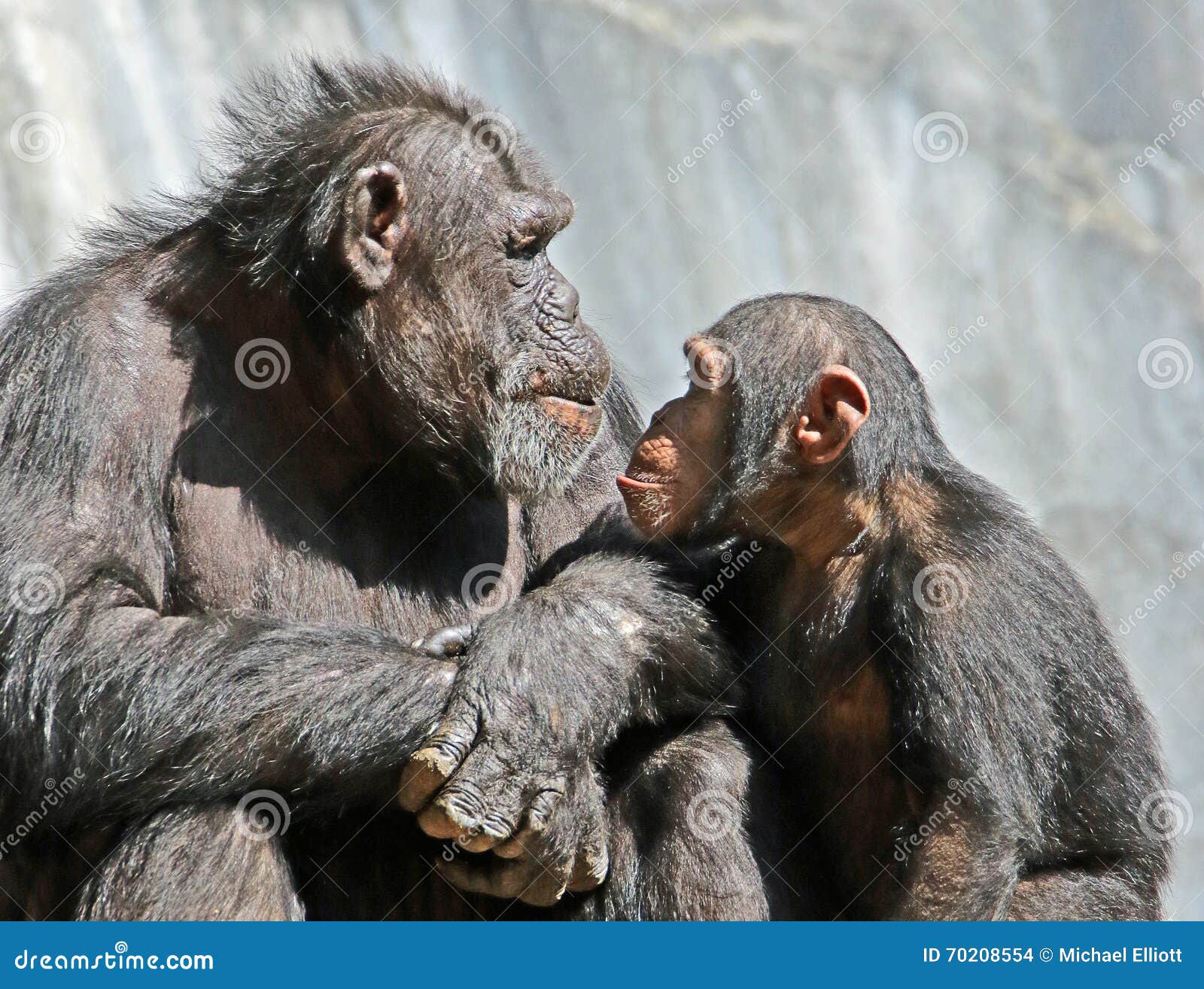 Chimpanzee stock photo. Image of ears, chimpanzee, background - 70208554