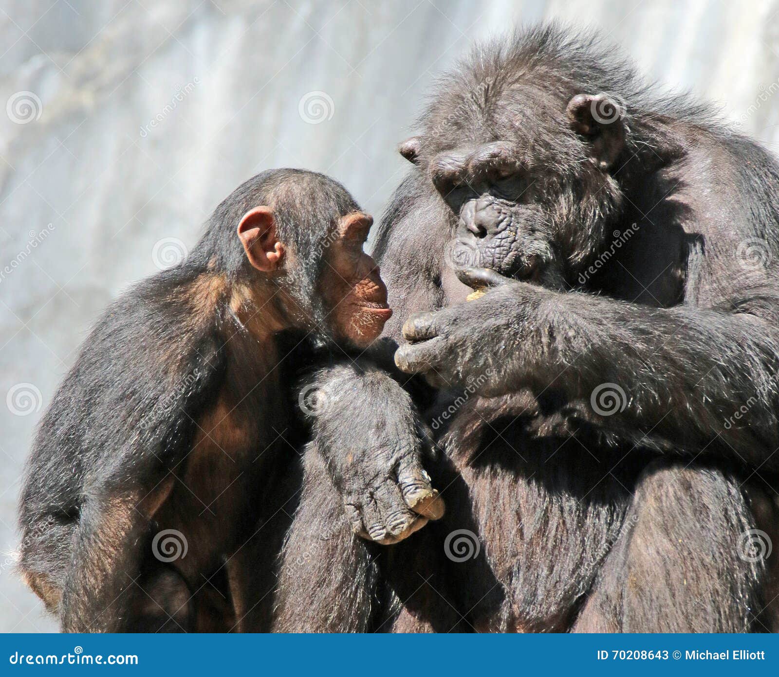 Chimpanzee stock image. Image of background, front, brown - 70208643