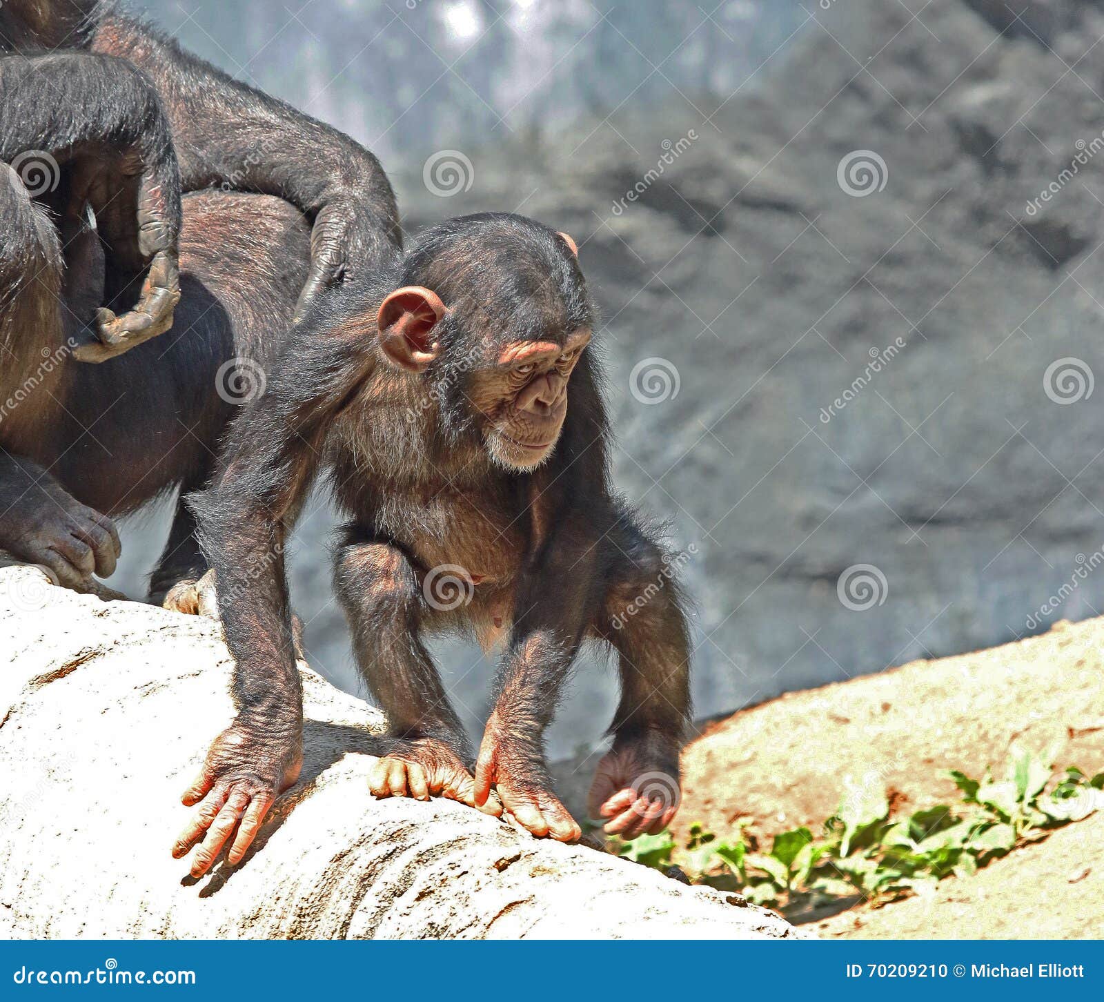 Chimpanzee stock photo. Image of chimp, eyes, hairy, front - 70209210