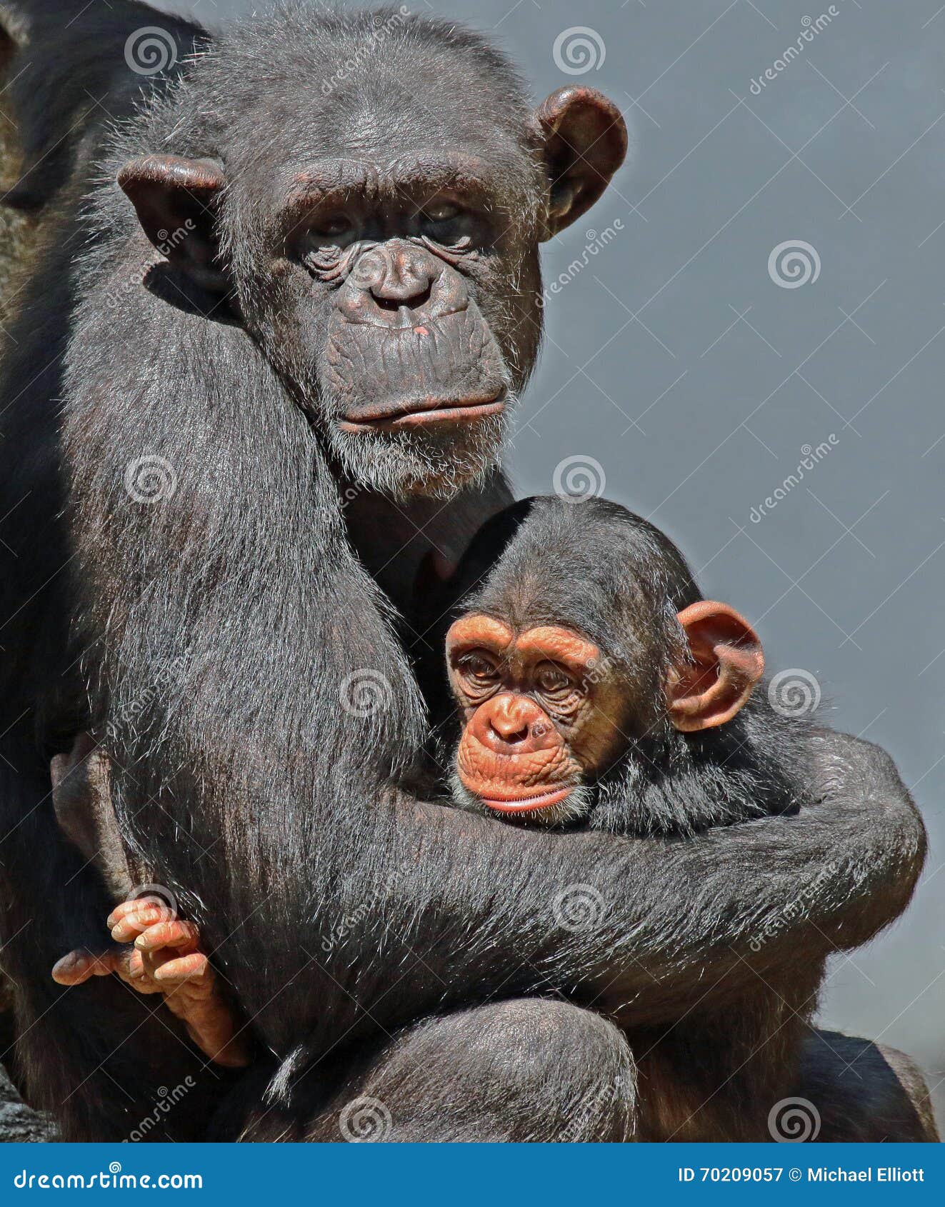 Chimpanzee stock image. Image of eyes, carrying, chimpanzees - 70209057