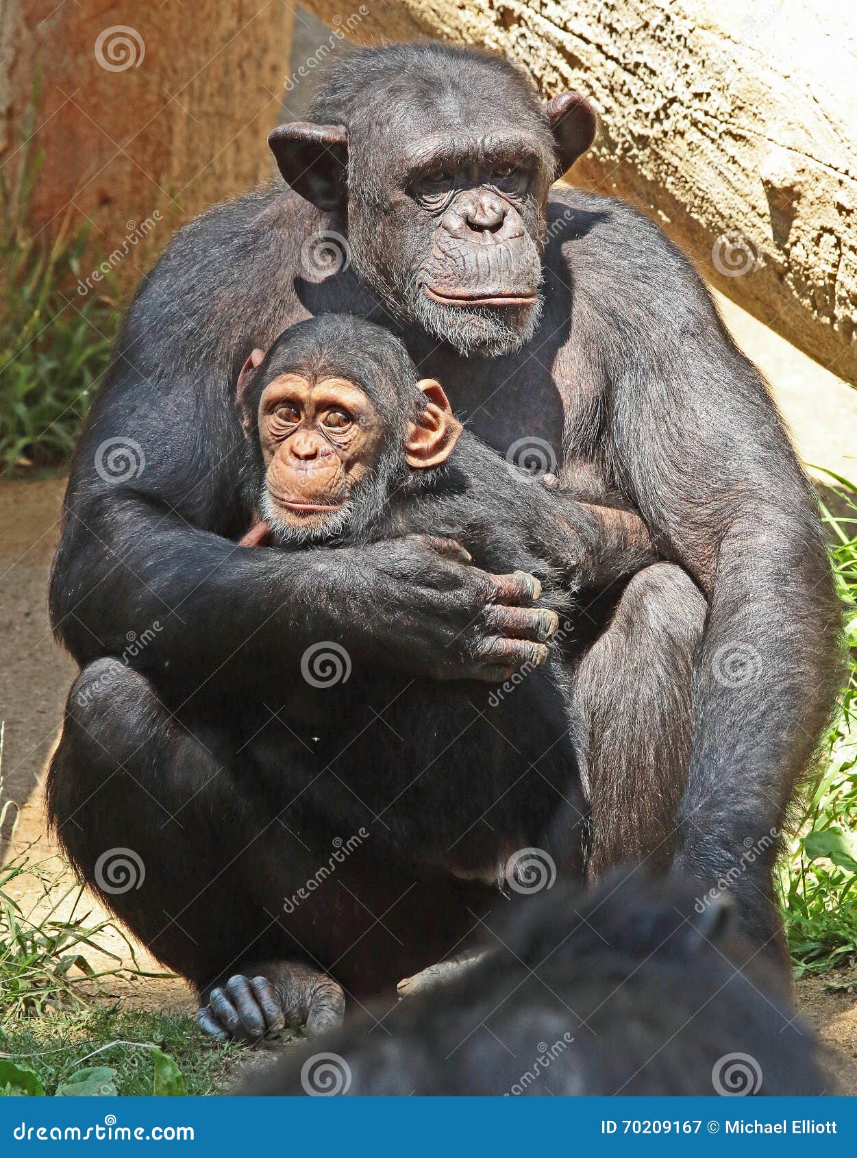 Chimpanzee stock image. Image of ears, arms, hands, face - 70209167