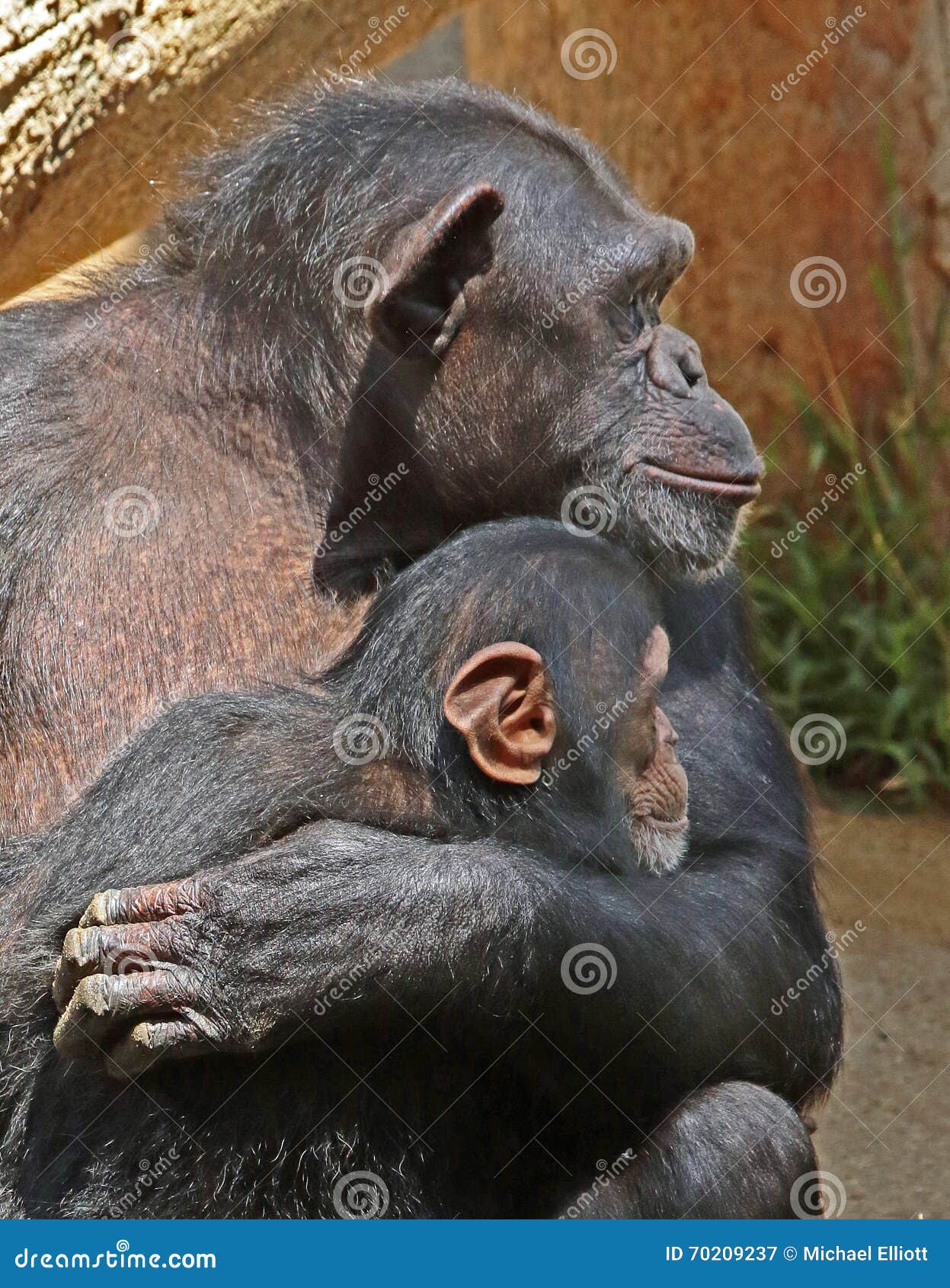 Chimpanzee stock image. Image of cute, face, hand, carrying - 70209237