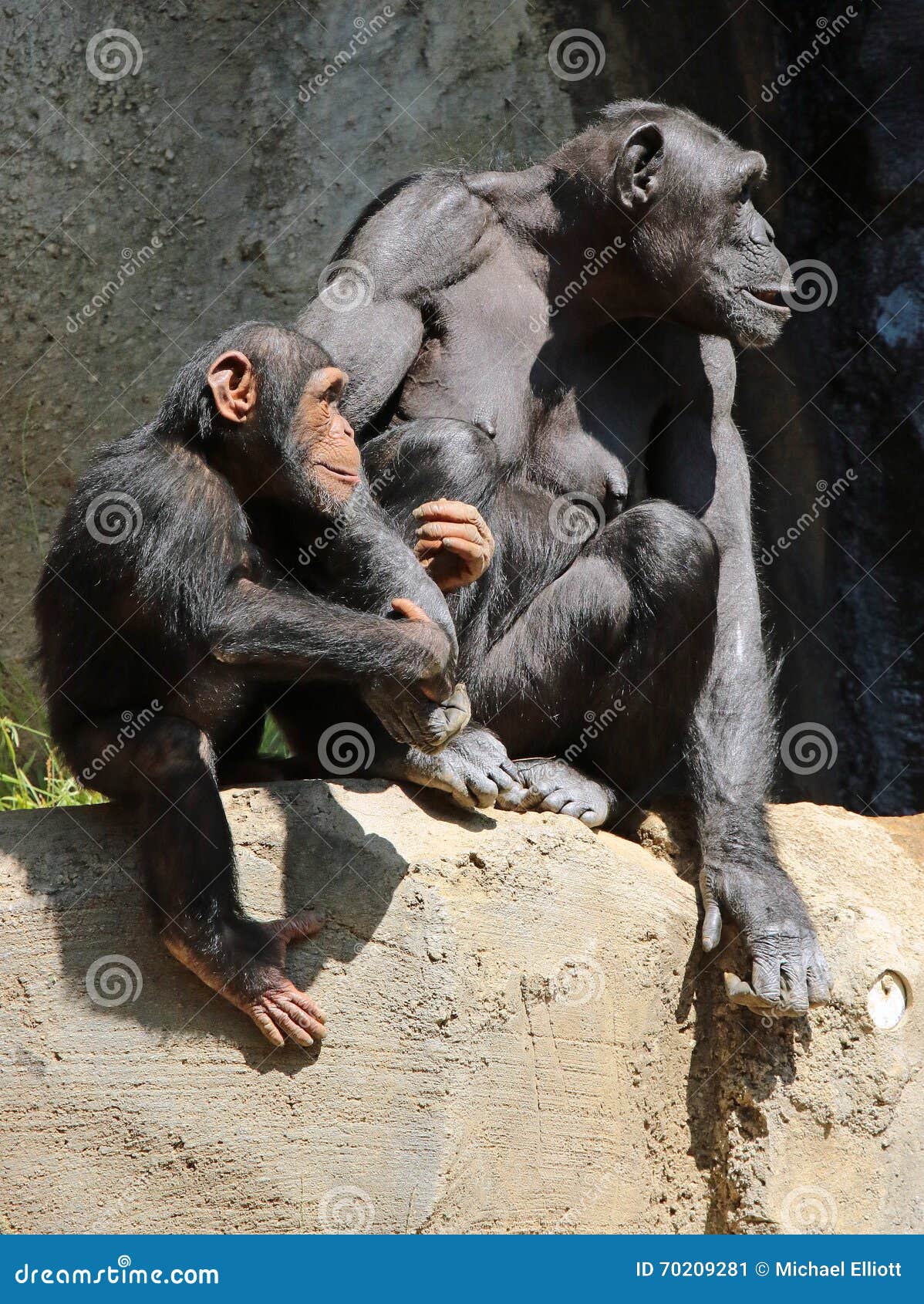 Chimpanzee stock image. Image of eyes, folded, dark, furry - 70209281