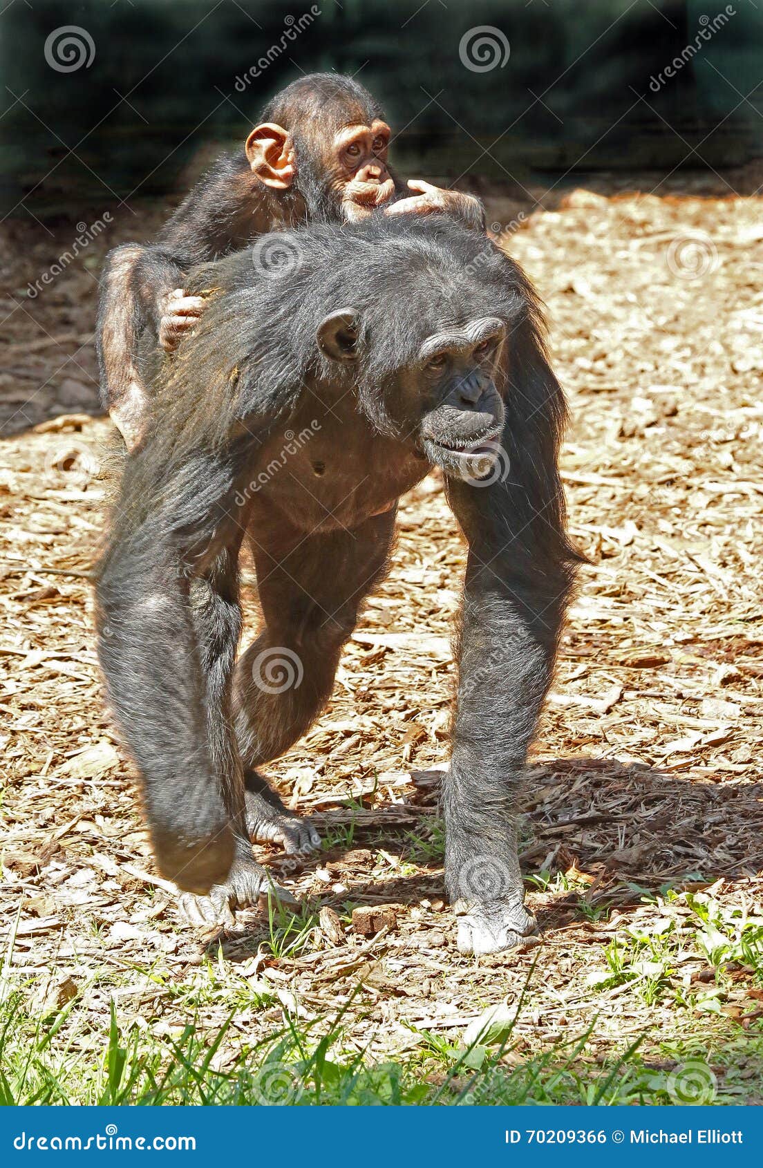 Chimpanzee stock photo. Image of baby, chimpanzees, chimp - 70209366