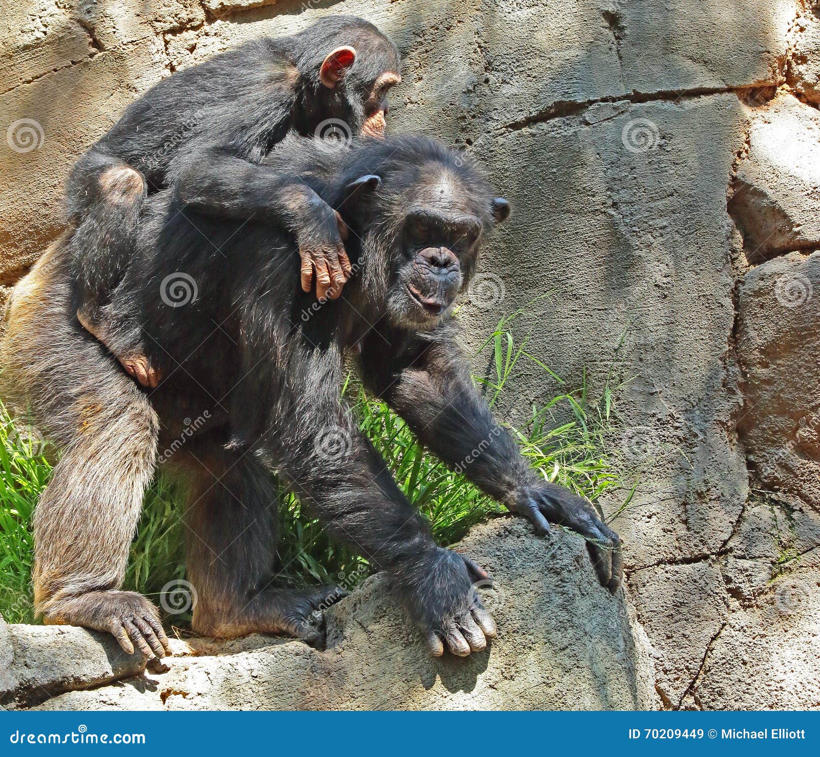Chimpanzee stock image. Image of dark, front, furry, fingers - 70209449