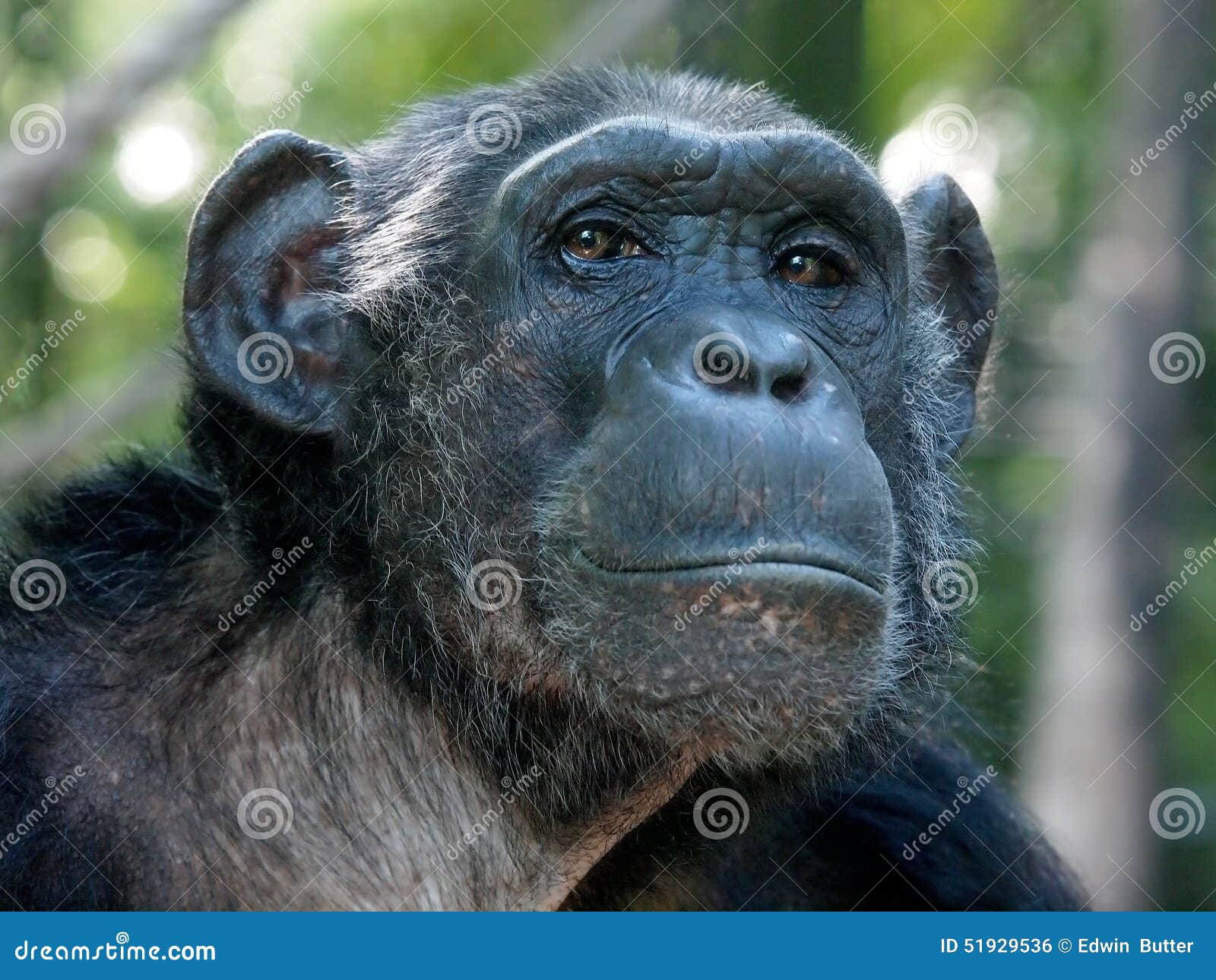 Chimpanzee stock photo. Image of chimpanzee, green, animal - 51929536