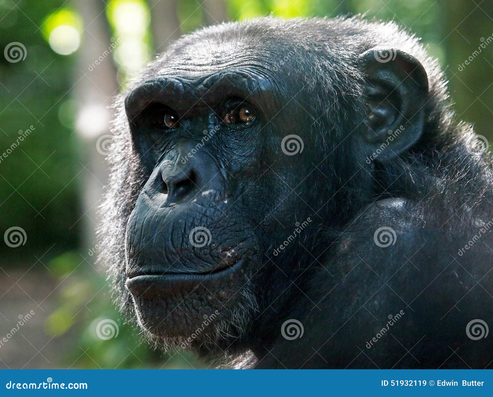 Chimpanzee stock image. Image of green, fingers, eyes - 51932119
