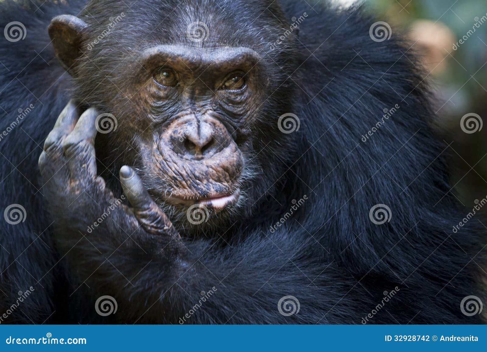 Chimpanzee portrait stock photo. Image of wilderness - 32928742
