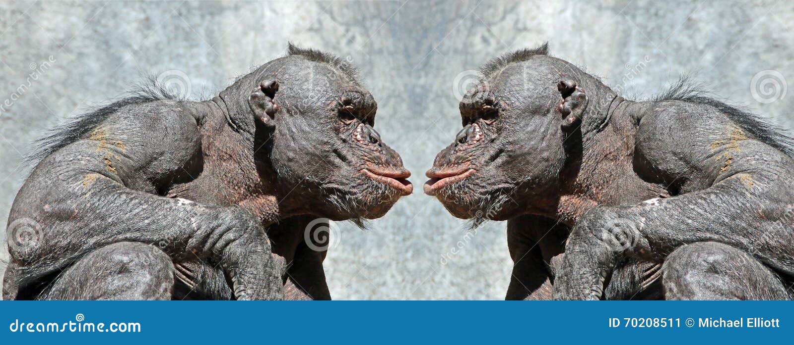 Chimpanzee stock image. Image of eyes, funny, chimps - 70208511