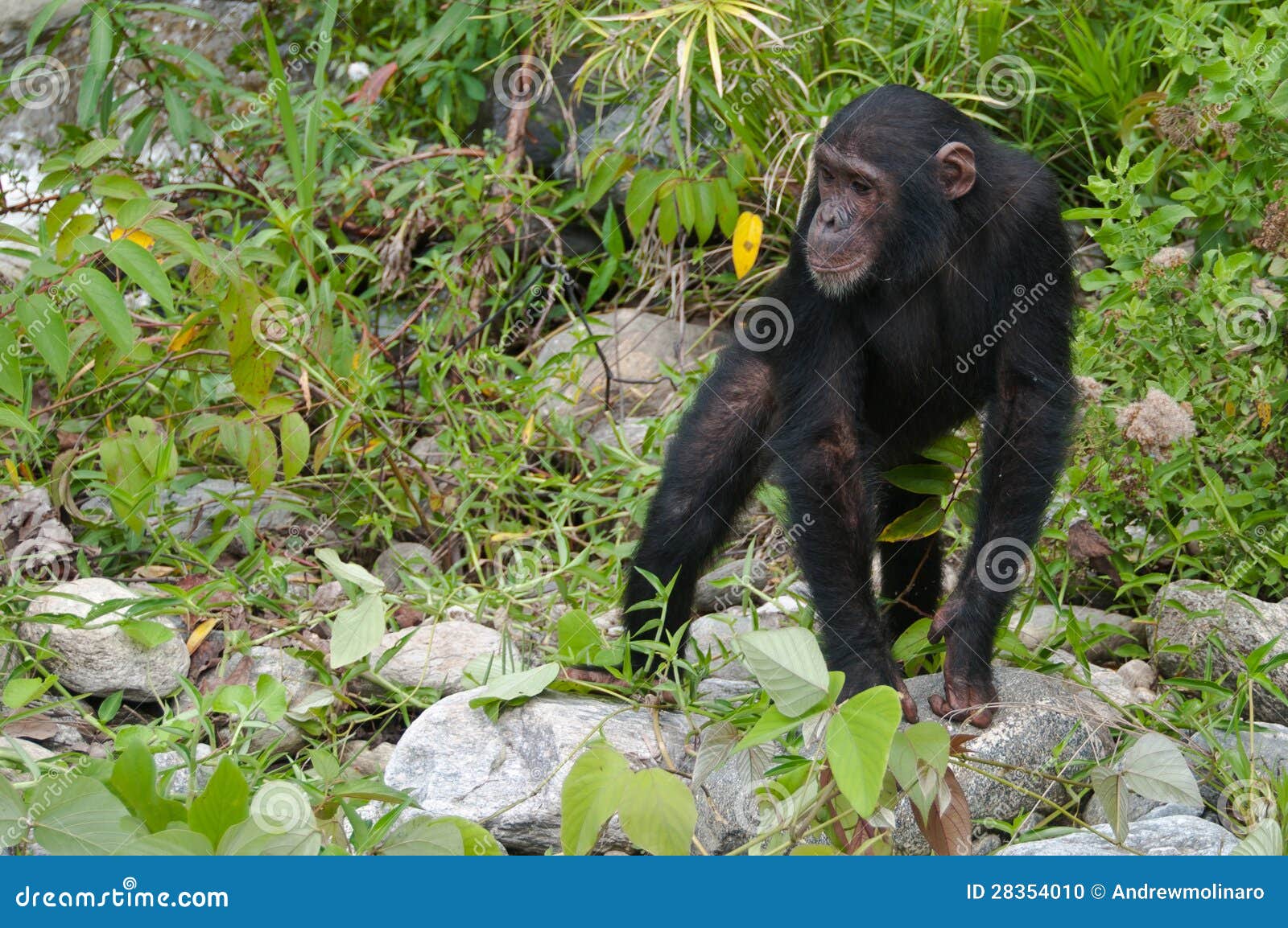 Chimpanzee pose stock photo. Image of mahale, tropical - 28354010