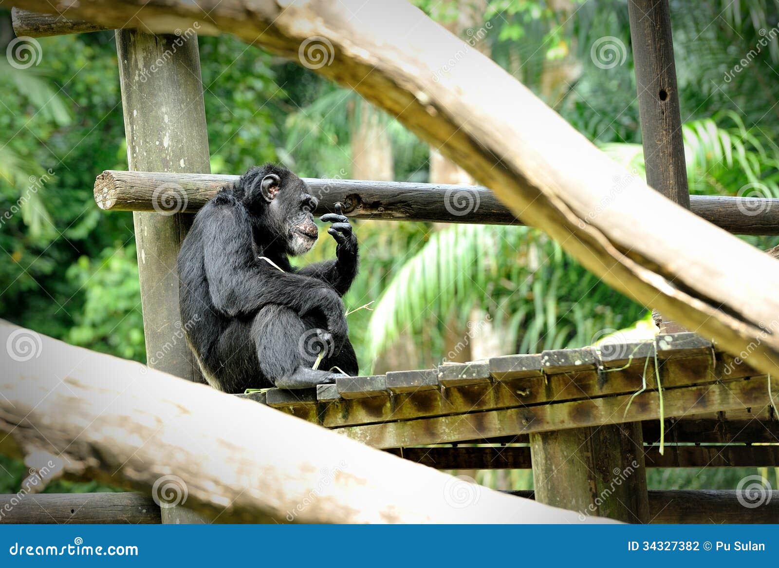 Chimpanzee pose outdoors stock photo. Image of cute, mammal - 34327382