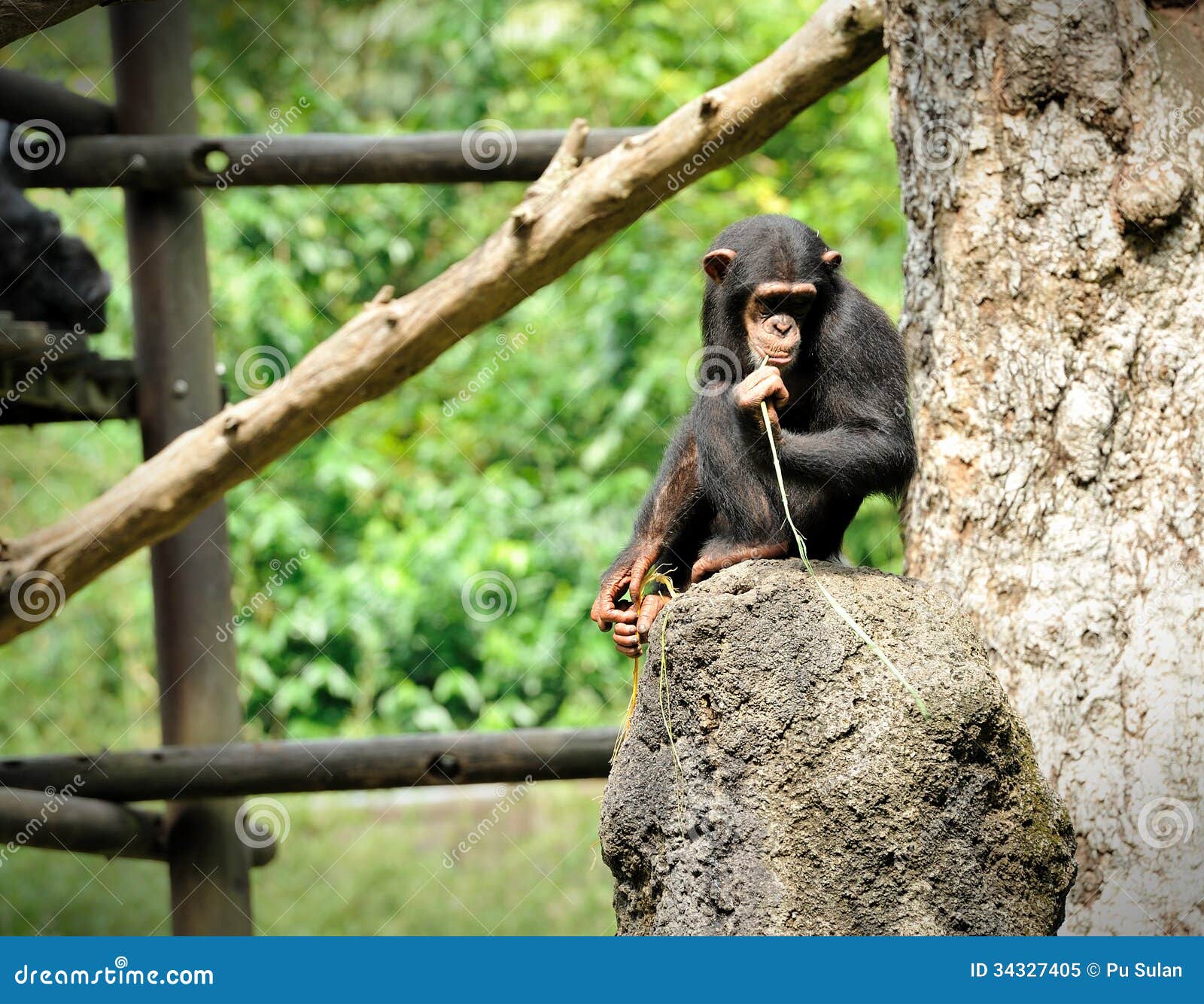 Chimpanzee pose outdoors stock image. Image of hairy - 34327405