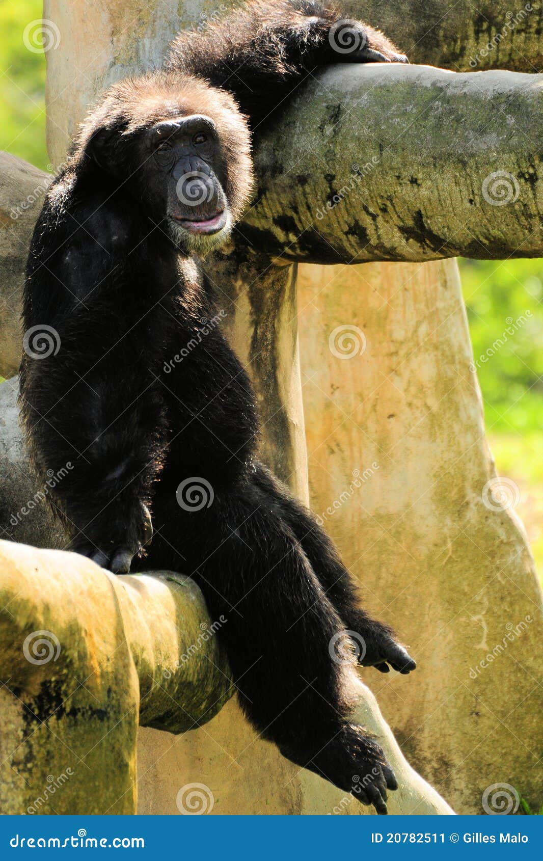 Chimpanzee Posing with a Grin Stock Image - Image of chimp, florida ...