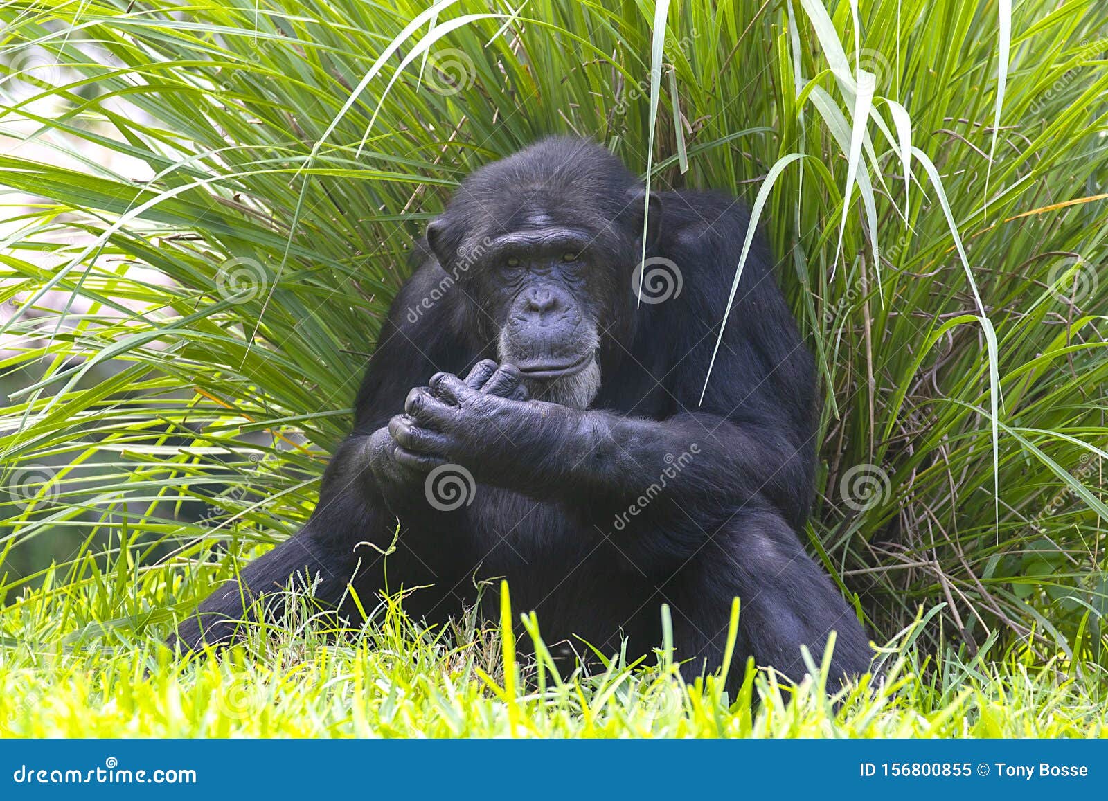 239 Chimpanzee Posing Photos - Free & Royalty-Free Stock Photos from ...