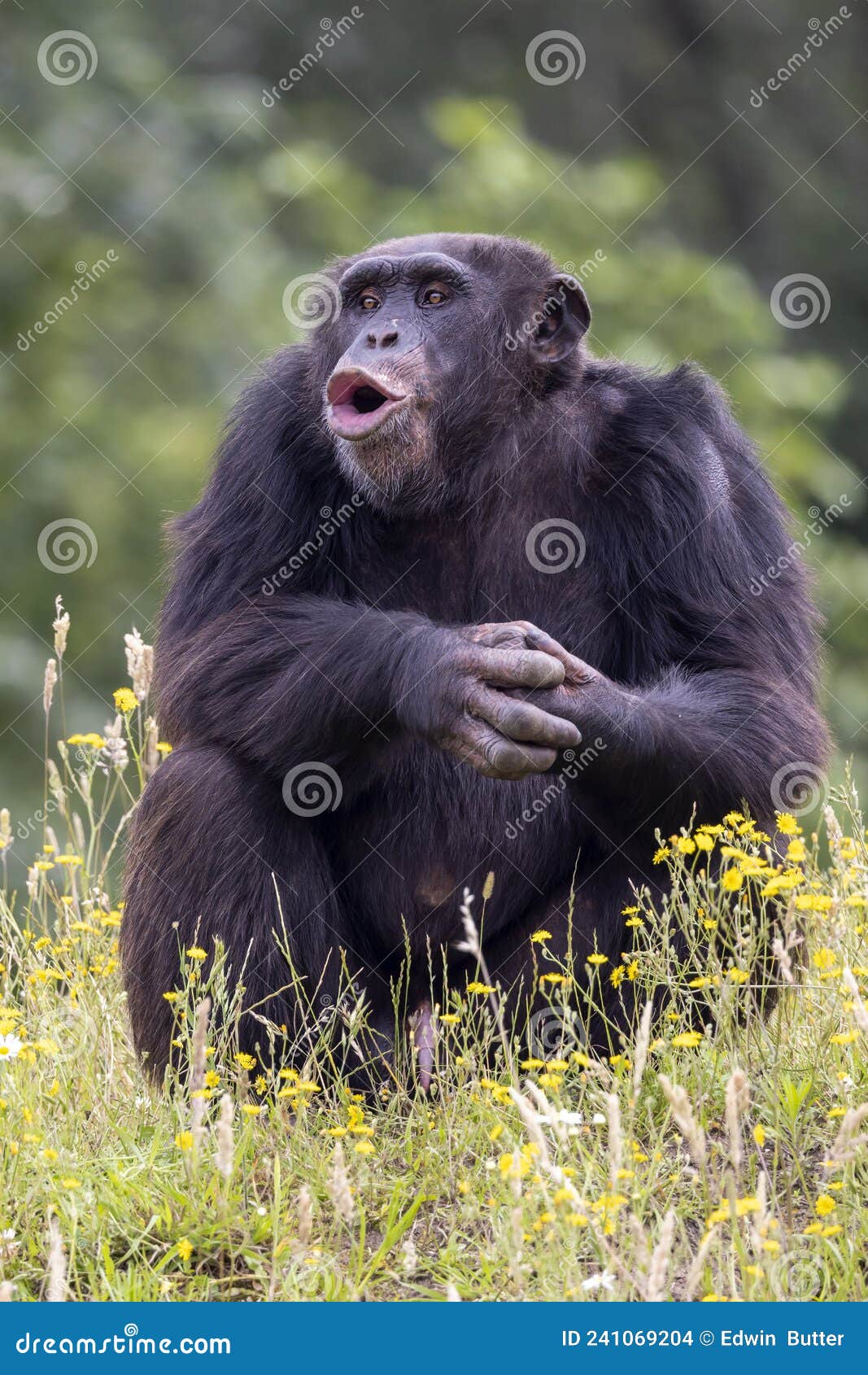 Chimpanzee Primate, Pan Troglodytes Stock Photo - Image of exotic ...