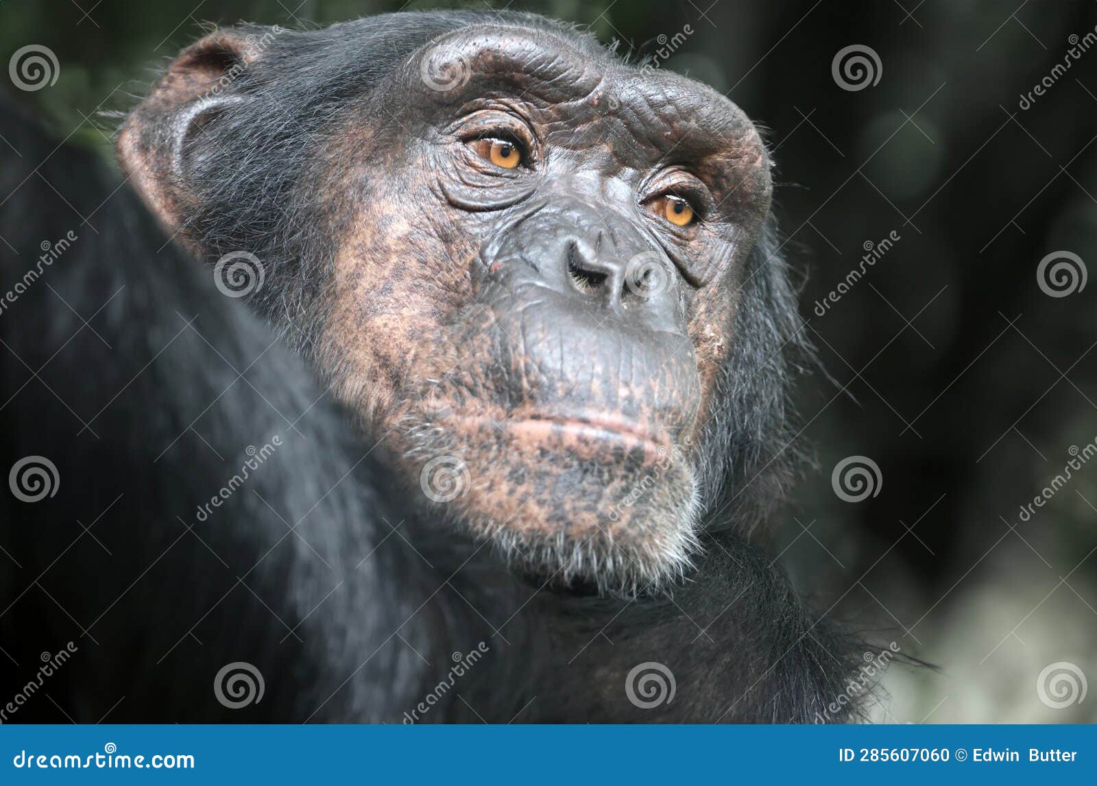 Chimpanzee Primate Portrait Stock Photo - Image of habitat, troglodytes ...