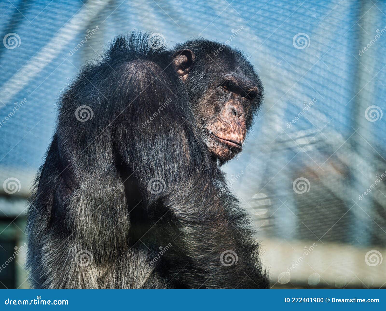 Chimpanzee Primate Side Portrait Stock Photo - Image of monkey, primate ...
