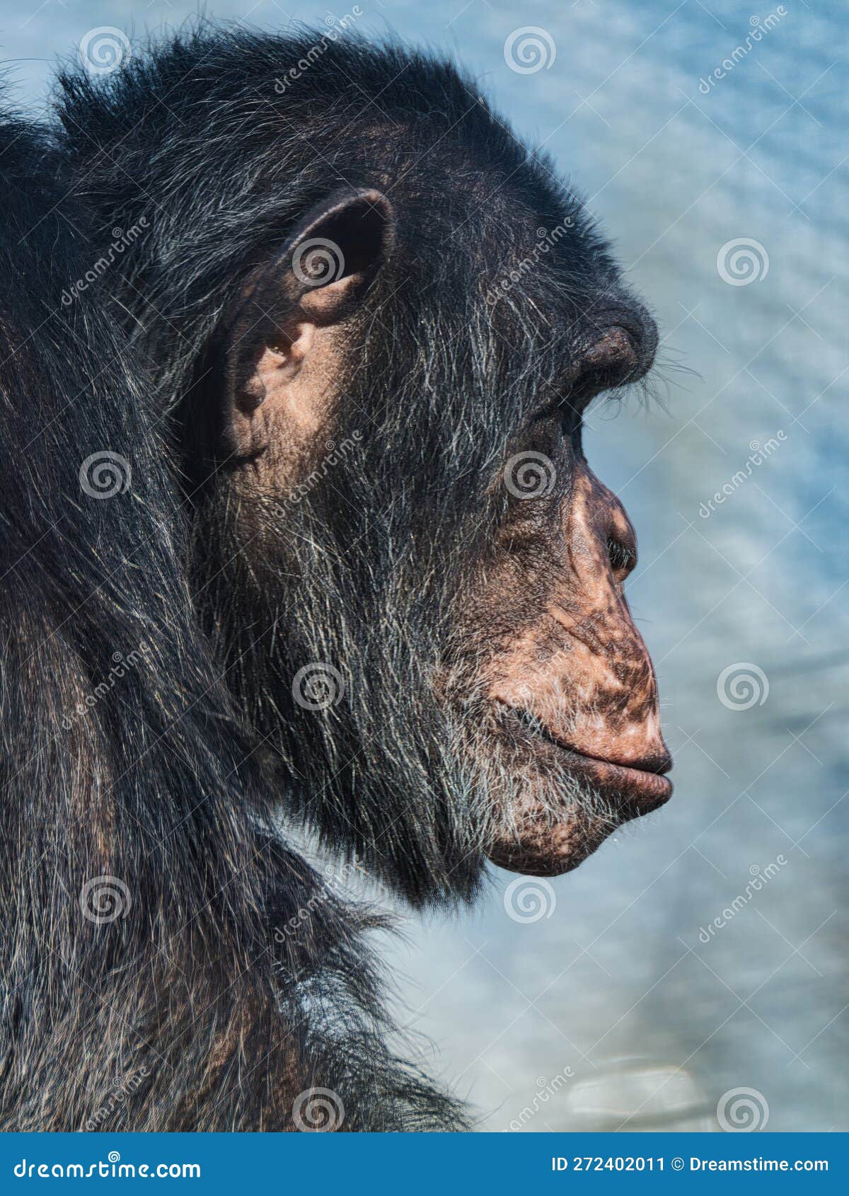 Chimpanzee Primate Side Portrait Stock Image - Image of wildlife, side ...