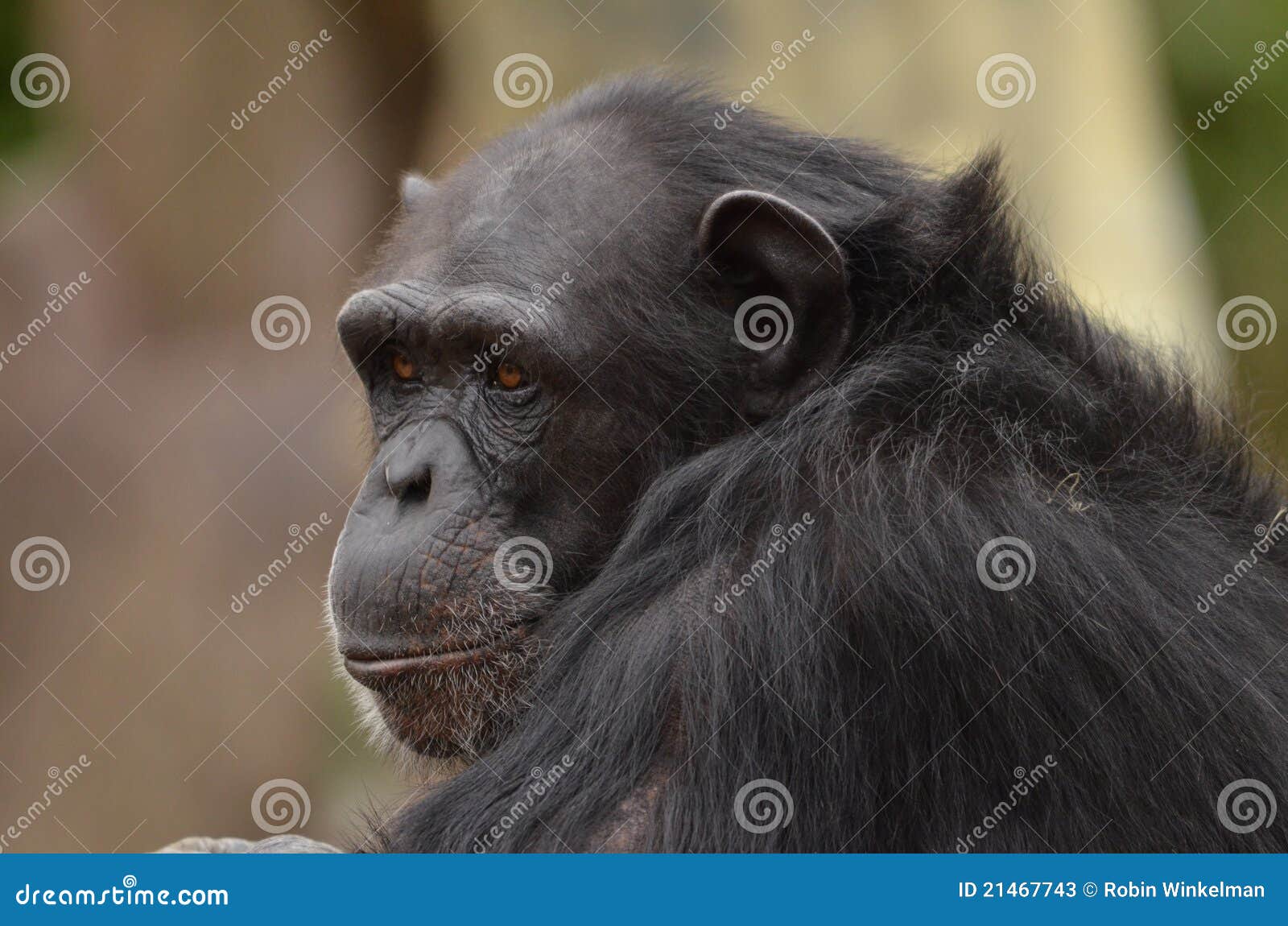 Chimpanzee profile stock image. Image of contemplates - 21467743