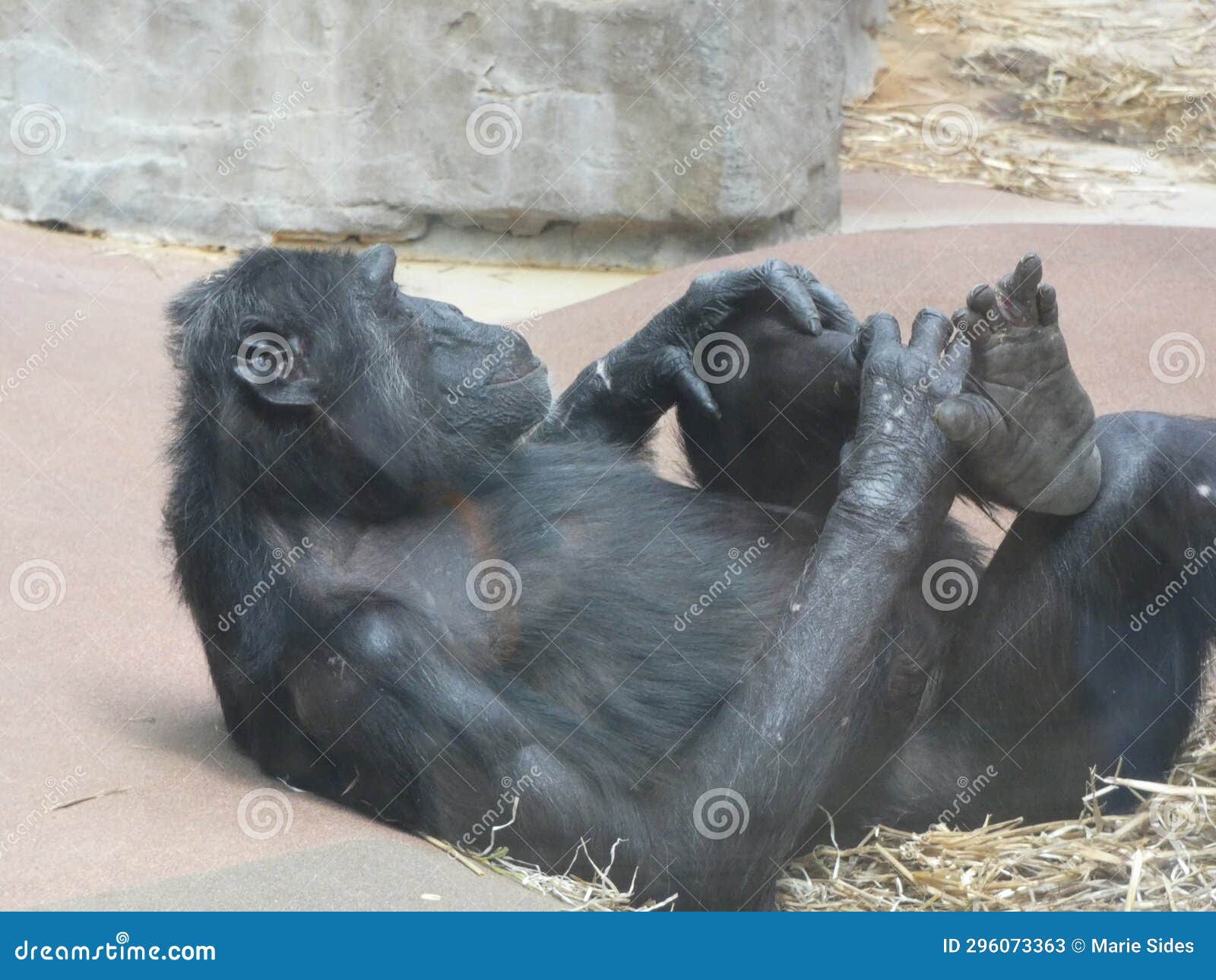 Side View of a Chimpanzee Lying Down Stock Image - Image of back, view ...