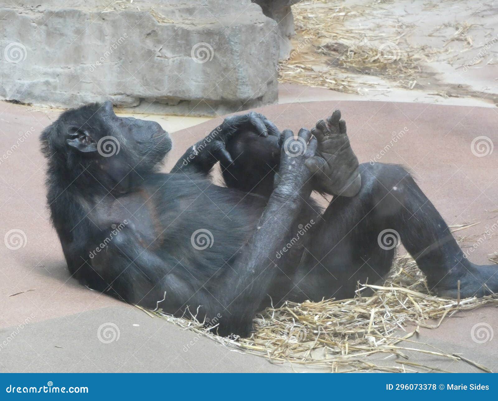 Side View of a Chimpanzee on His Back Stock Photo - Image of legs ...