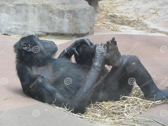 Side View of a Chimpanzee on His Back Stock Photo - Image of legs ...