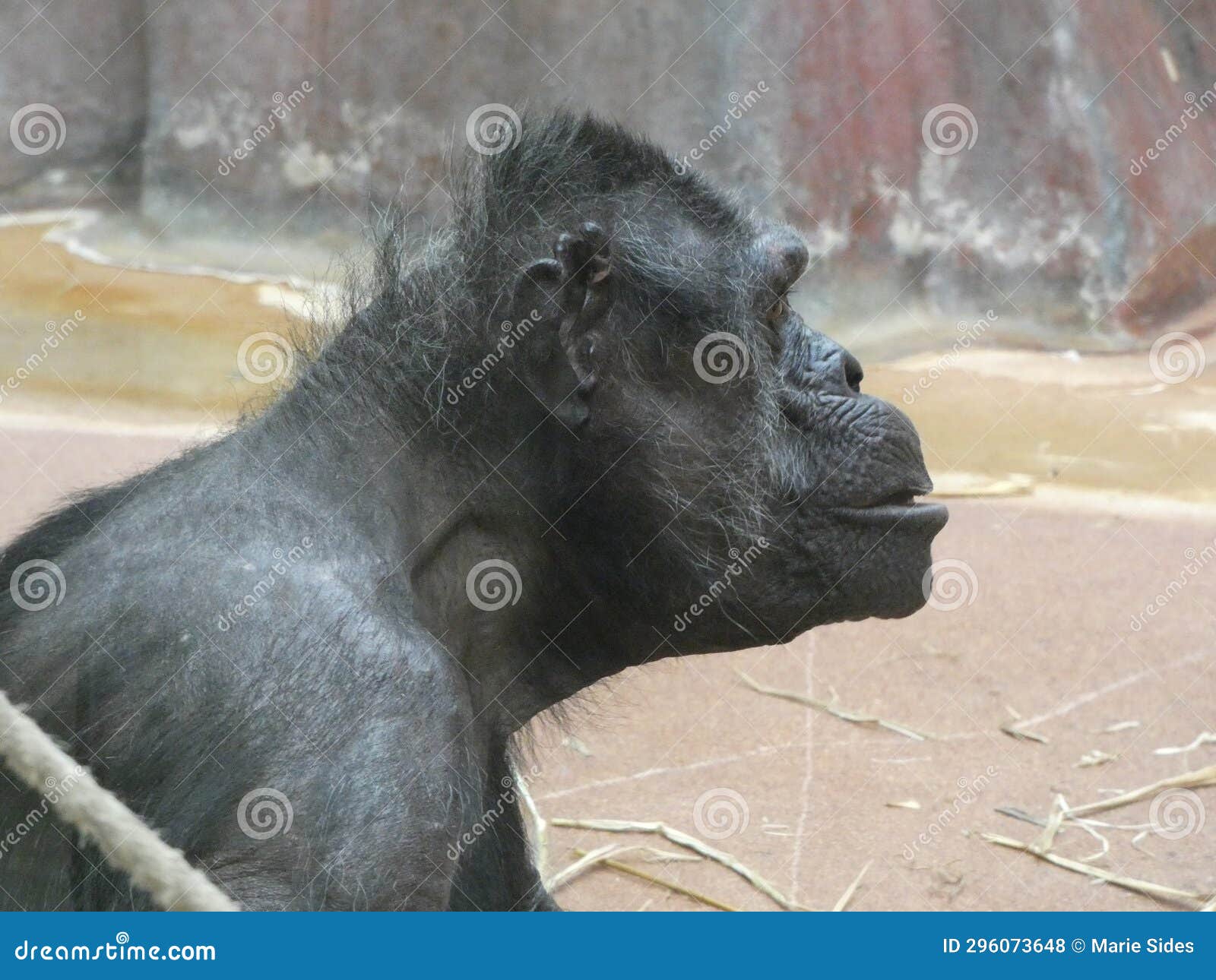 A chimpanzee in profile stock photo. Image of chimpanzee - 296073648
