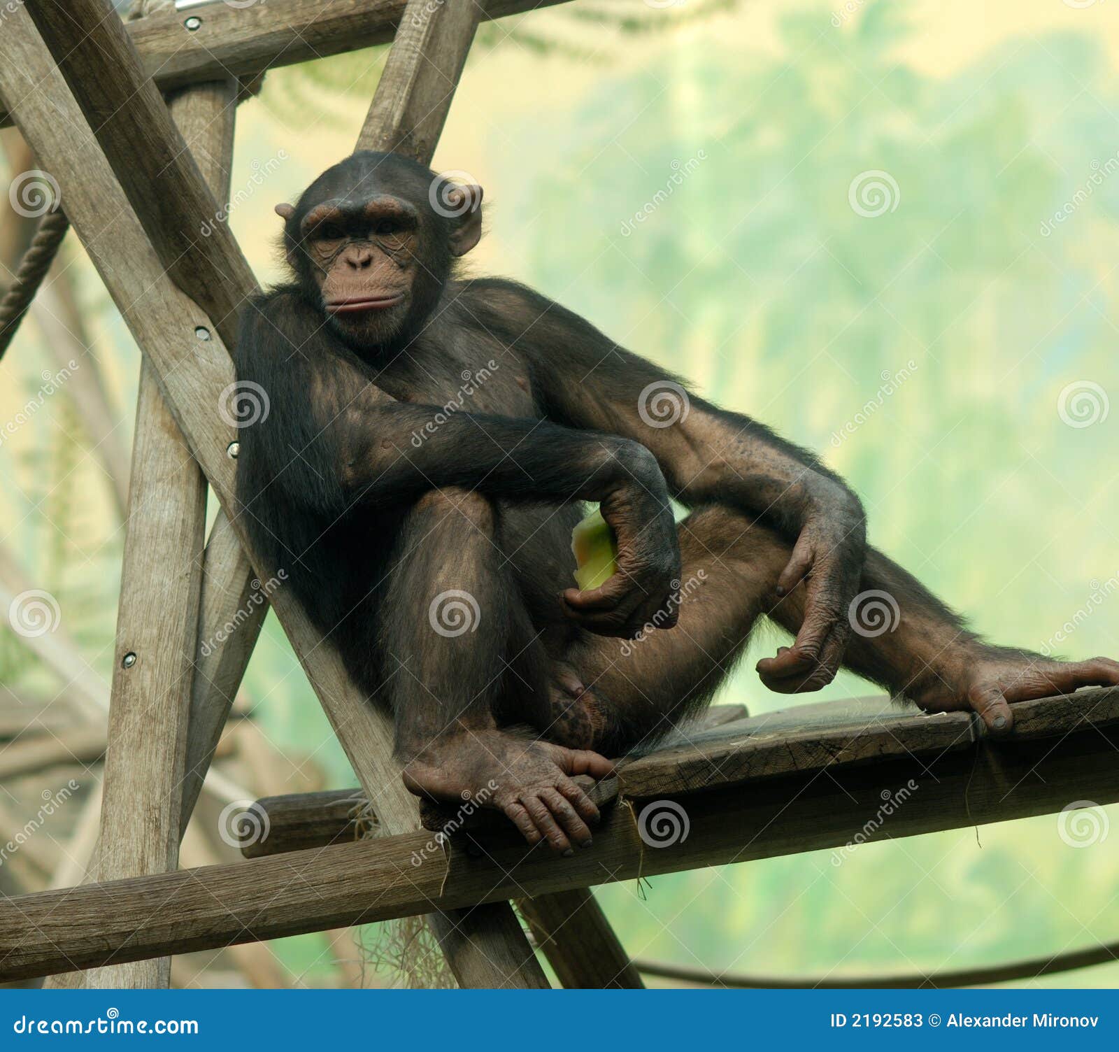 Chimpanzee on relax stock image. Image of unconcern, loaf - 2192583