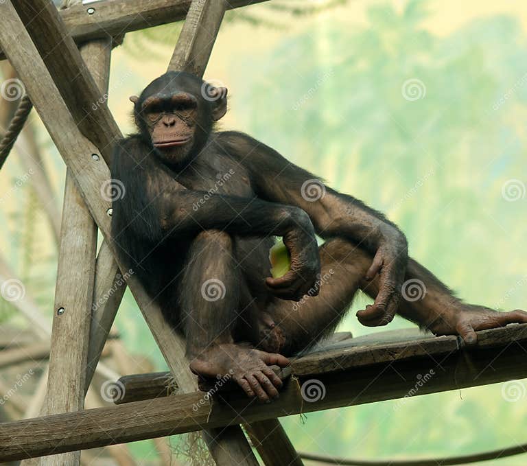 Chimpanzee on relax stock image. Image of unconcern, loaf - 2192583