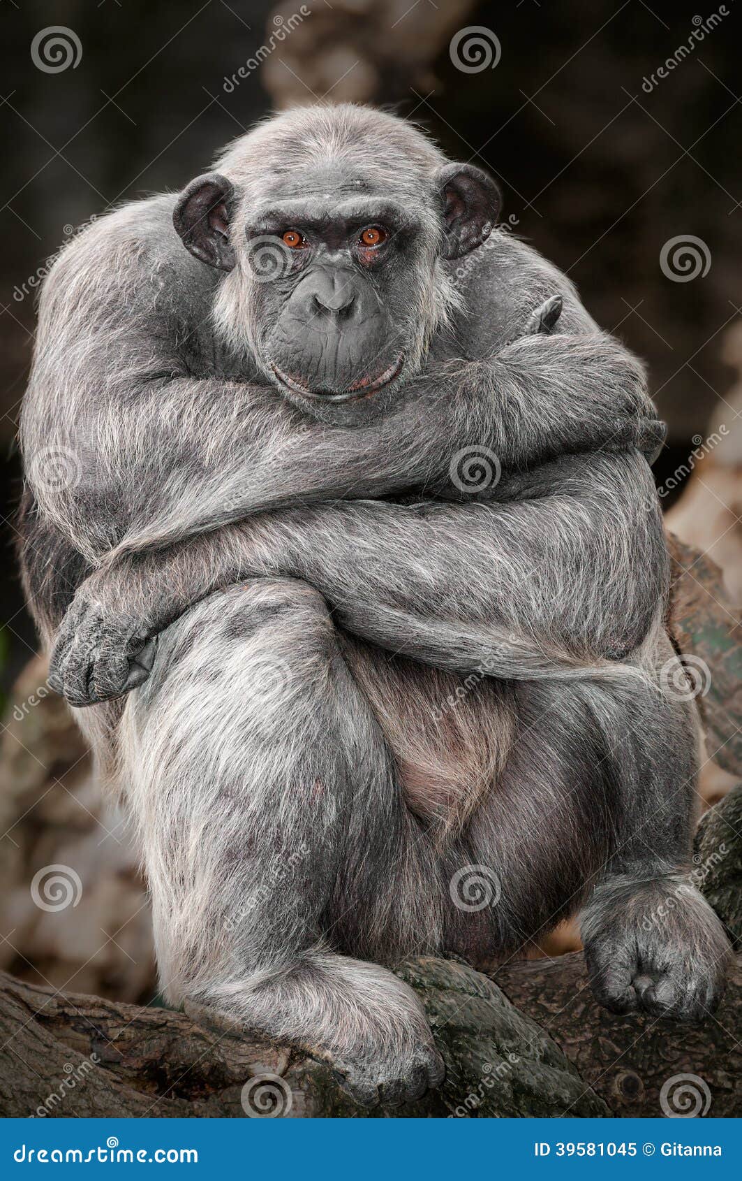 Chimpanzee stock image. Image of primate, chimpanzee - 39581045