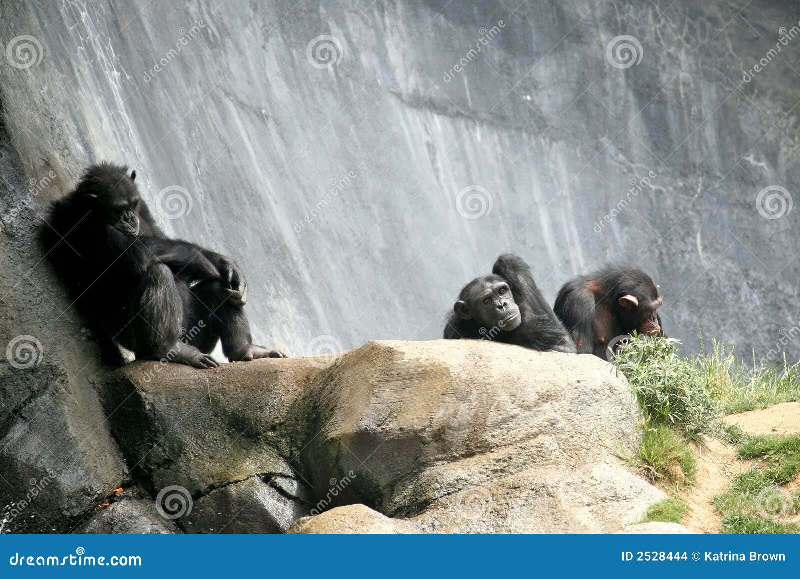 Chimpanzee Relaxing Picture. Image: 2528444