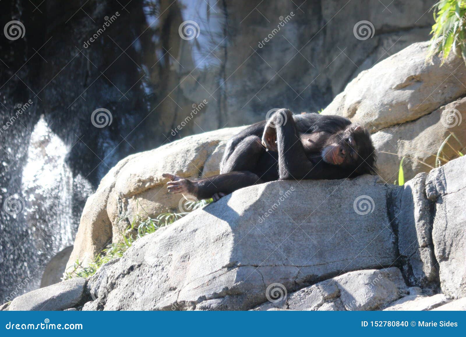 A Chimpanzee Relaxing on a Rock Stock Photo - Image of wildlife, nature ...