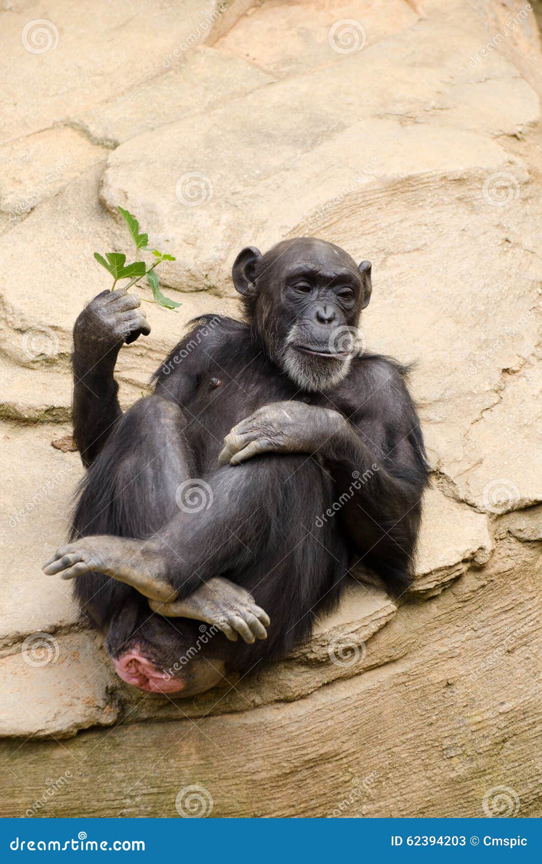 Chimpanzee Relaxing on Stone Background Stock Image - Image of monkey ...