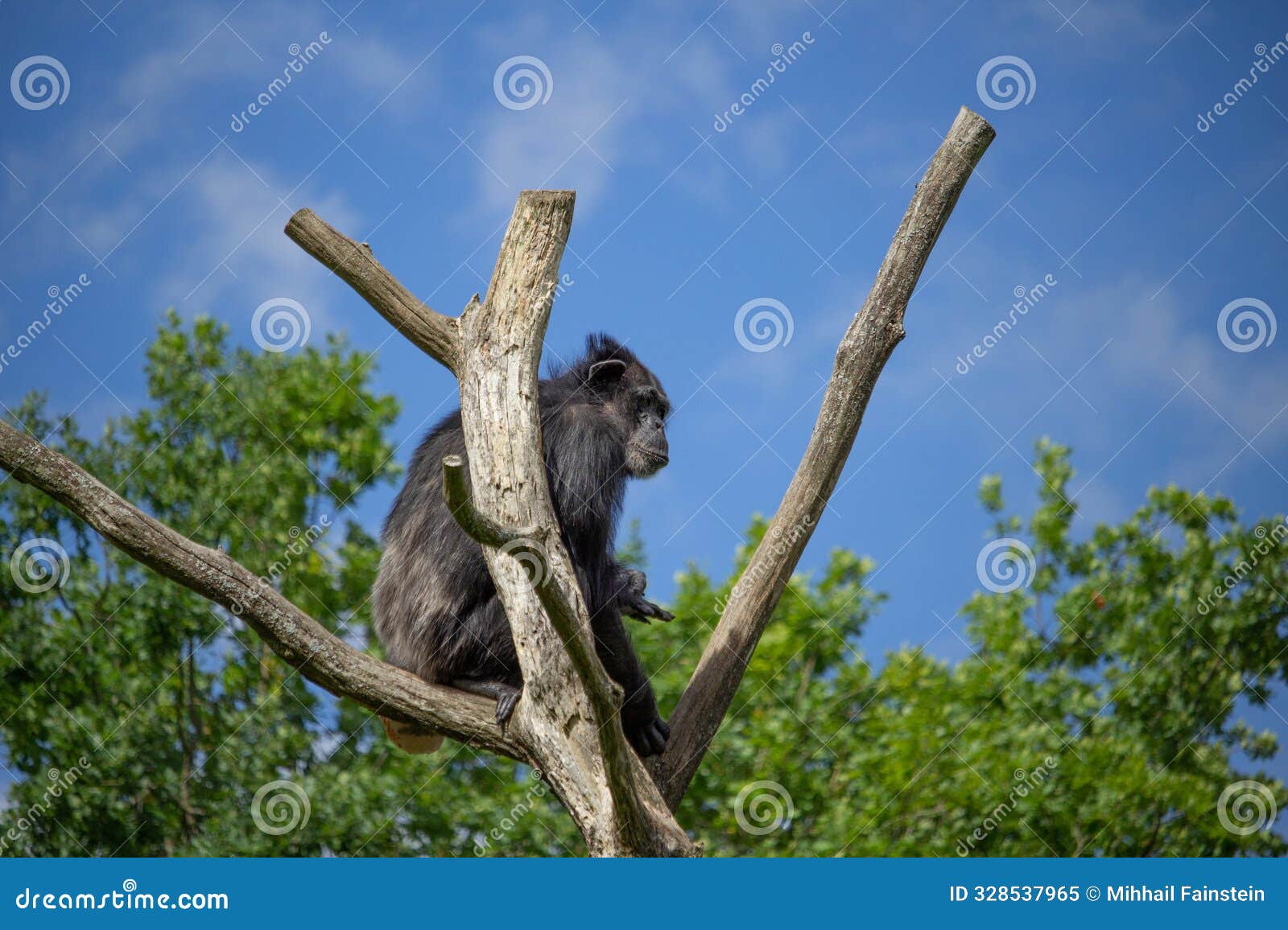 Chimpanzee Relaxing on a Tree Branch Stock Image - Image of species ...