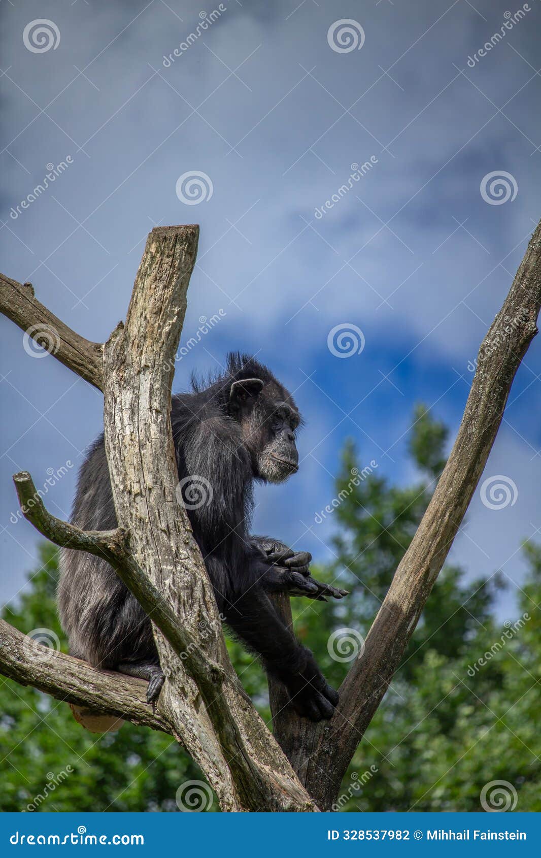 Chimpanzee Relaxing on a Tree Branch Stock Photo - Image of endangered ...