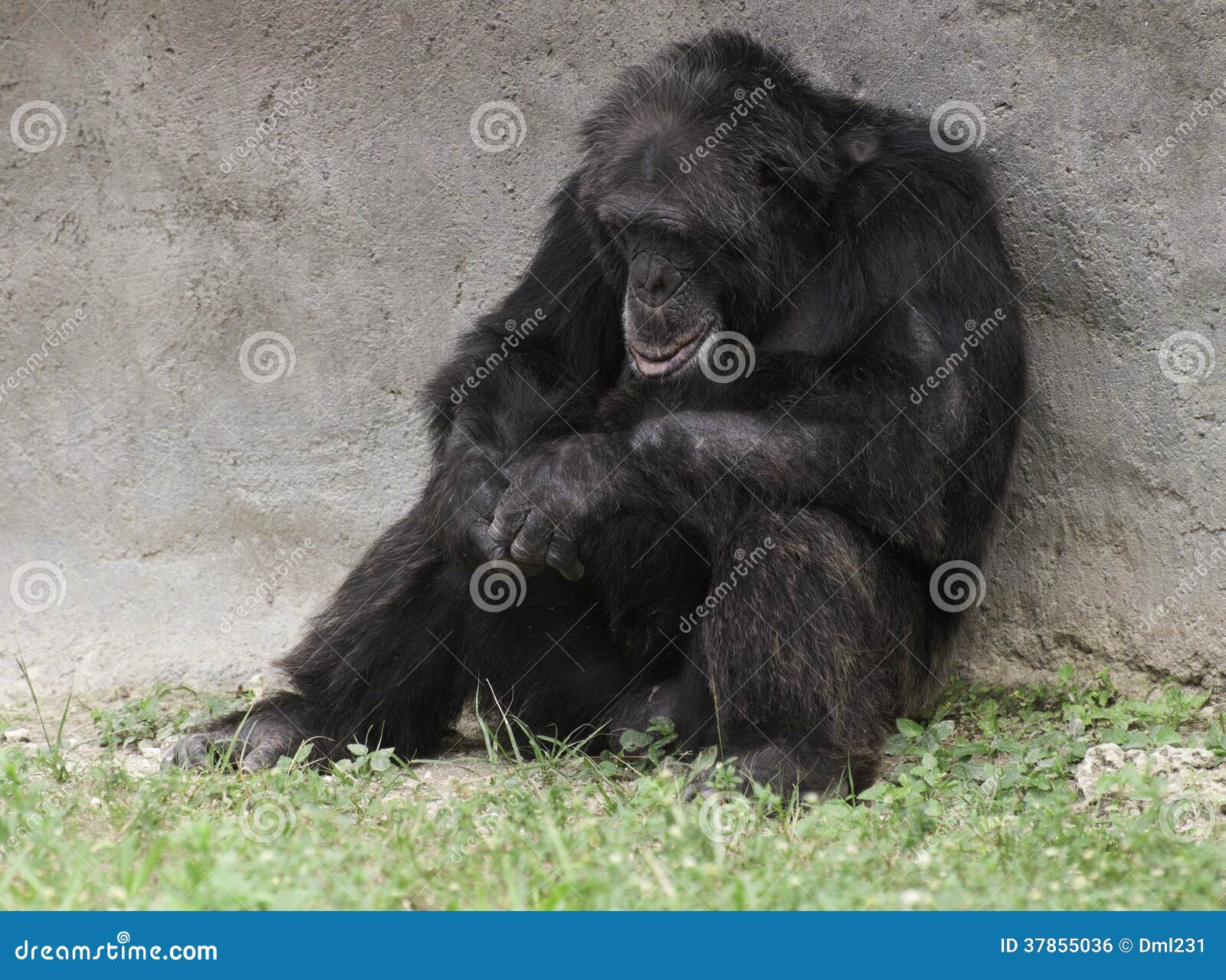 Chimpanzee at Rest stock photo. Image of nature, sitting - 37855036