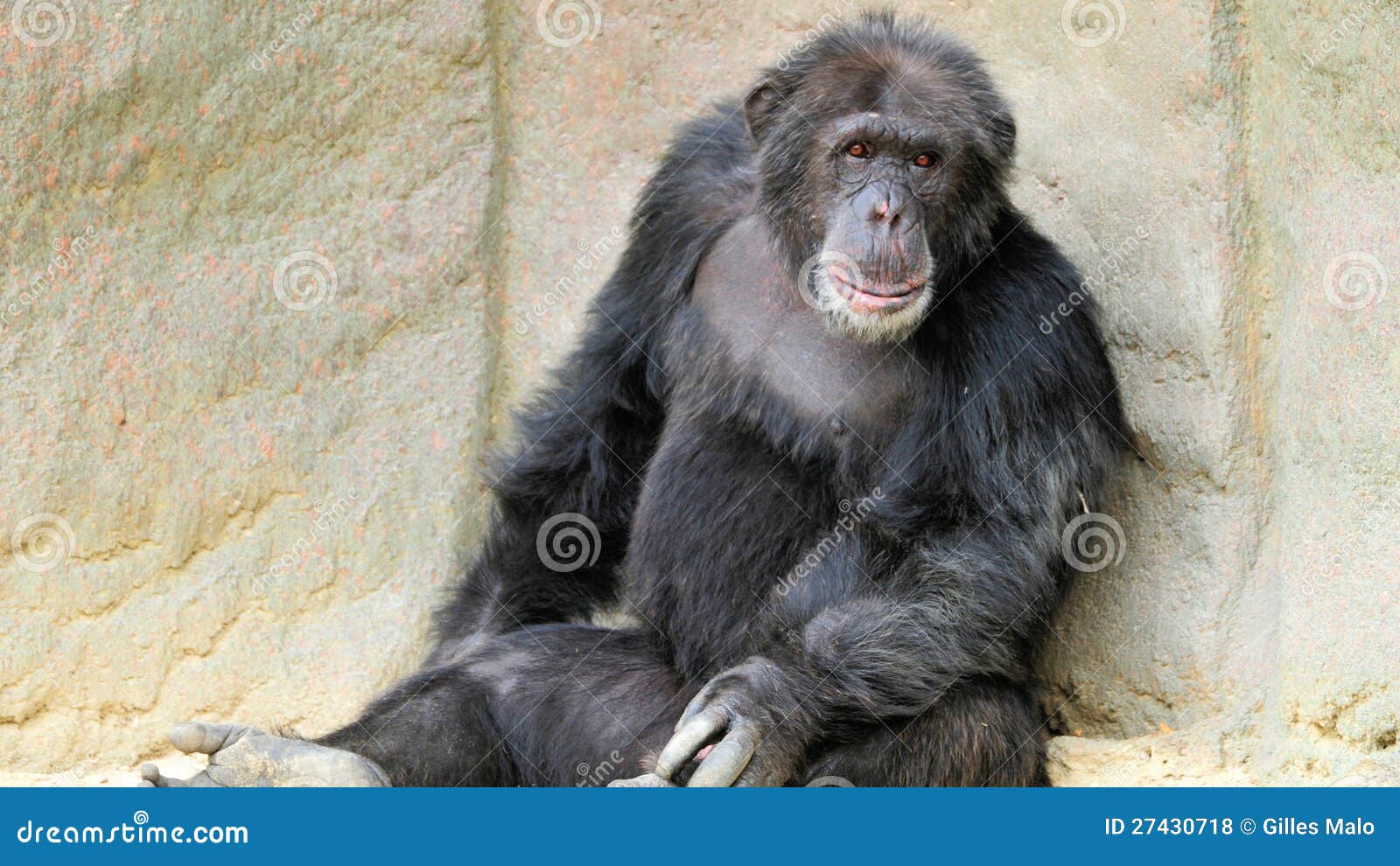 Chimpanzee Resting stock photo. Image of primate, chimp - 27430718